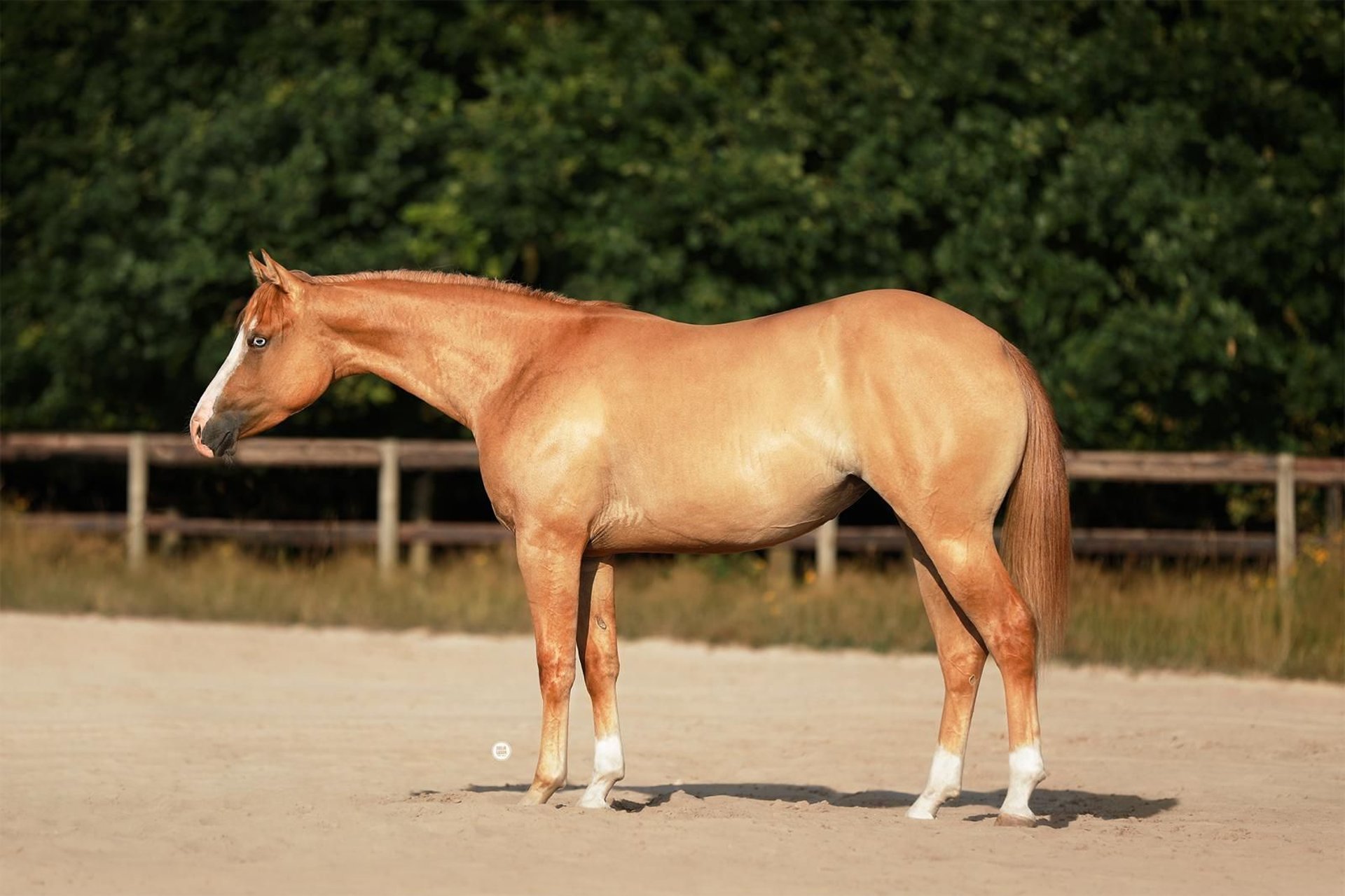 American Paint Horse Stute 2 Jahre 153 cm Falbe in Bünde