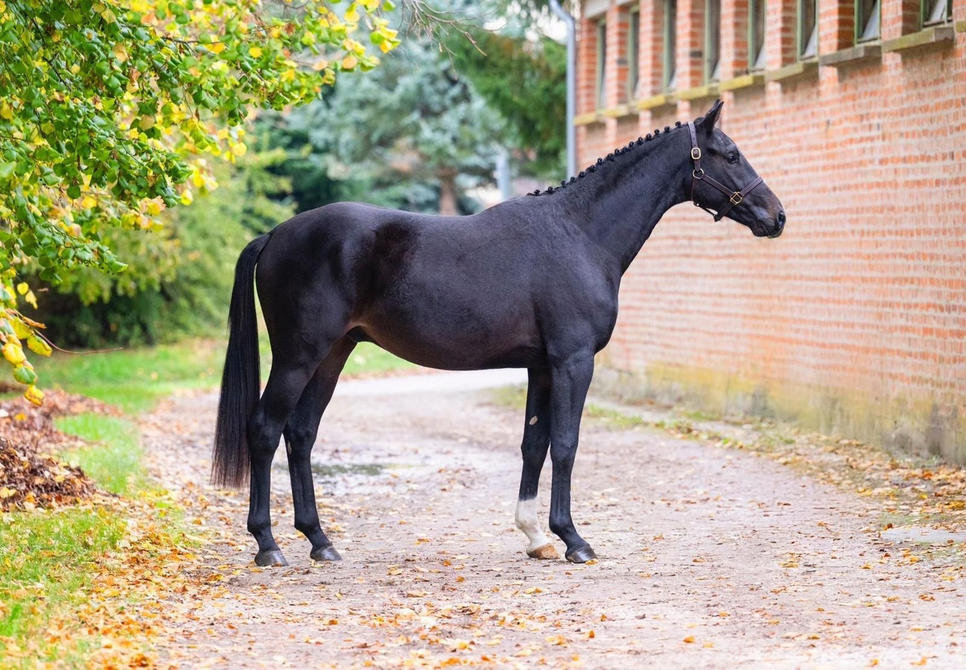 Oldenburg Stallion 3 years 16,1 hh Bay-Dark in Tass