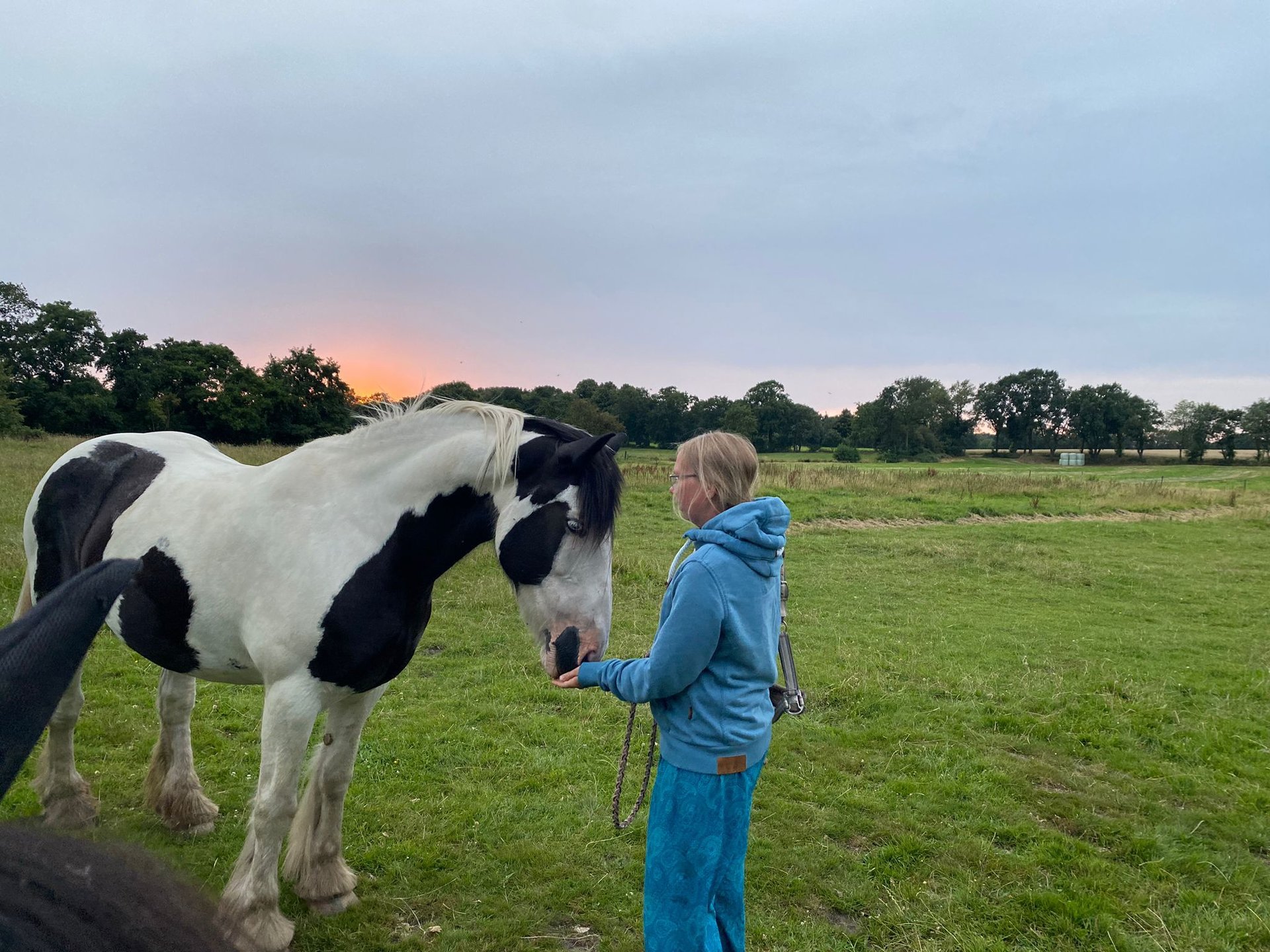 Gypsy Horse Mare 14 years 15 hh Pinto in Immenhausen