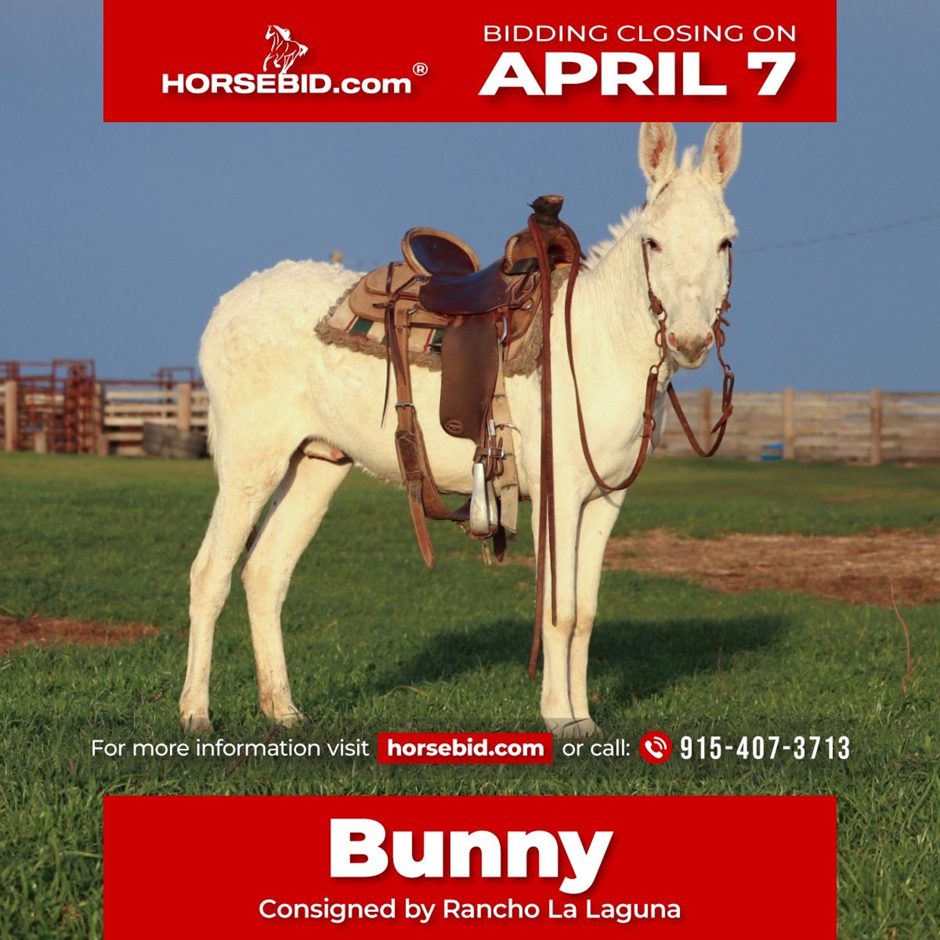 Donkey Gelding 5 years 12 hh White in Joshua, TX