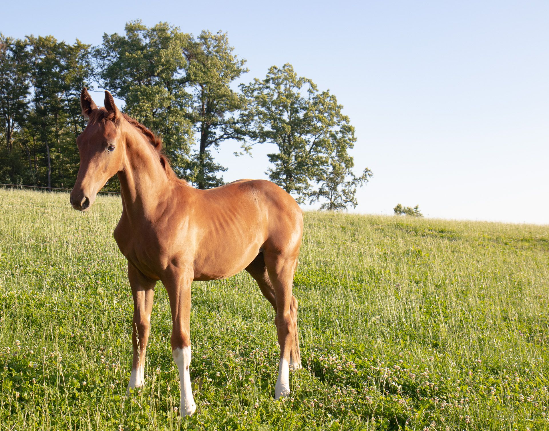 Hanoverian Stallion 1 year 16,2 hh Chestnut in Lautertal