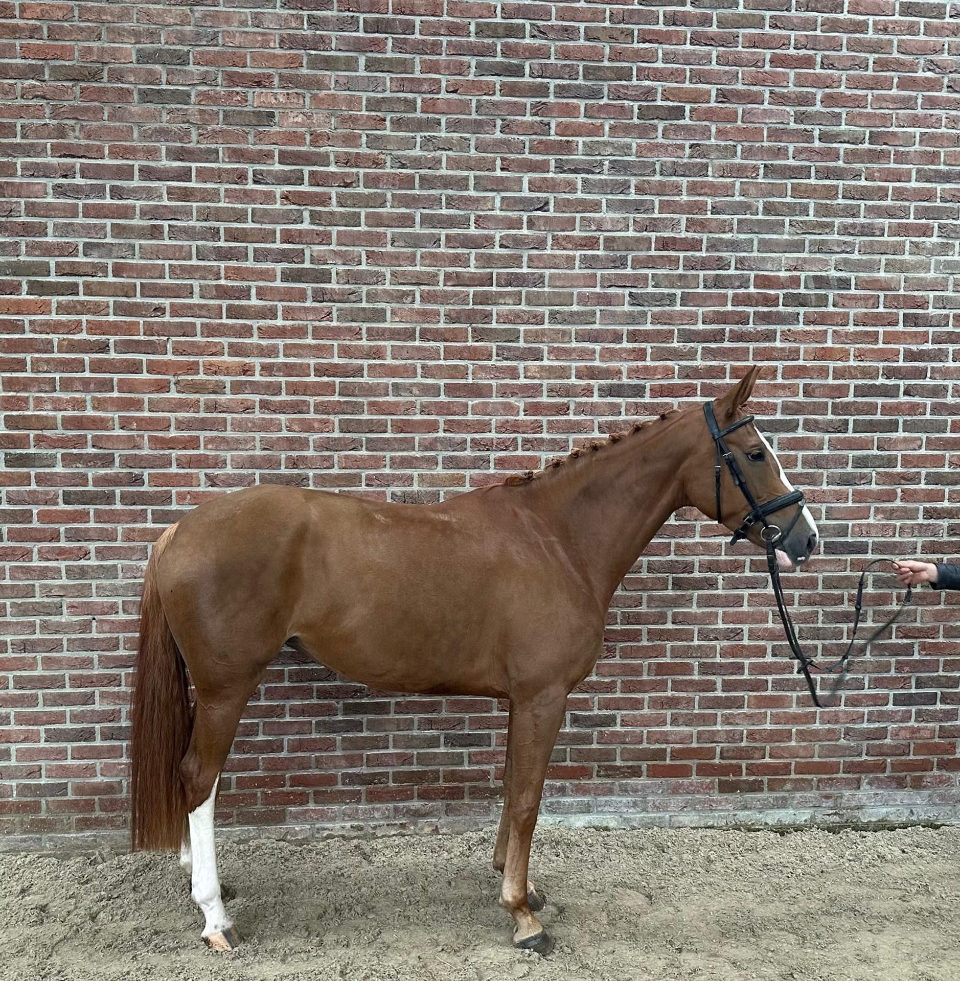 Hanoverian Mare 5 years 16,1 hh Chestnut-Red in GROTE-BROGEL