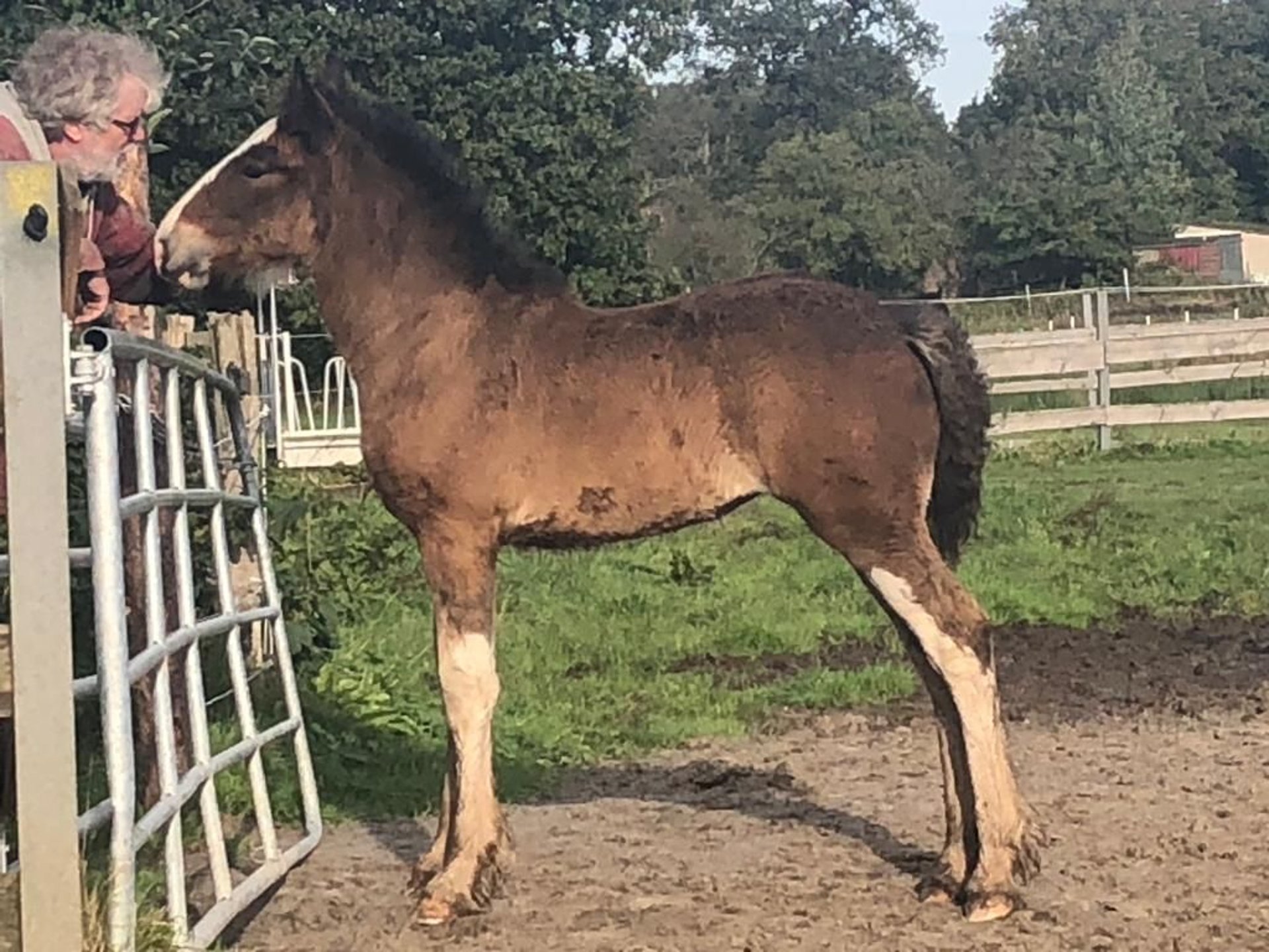 Shire Horse Mare Foal (06/2023) Brown in Wittmund Leerhafe