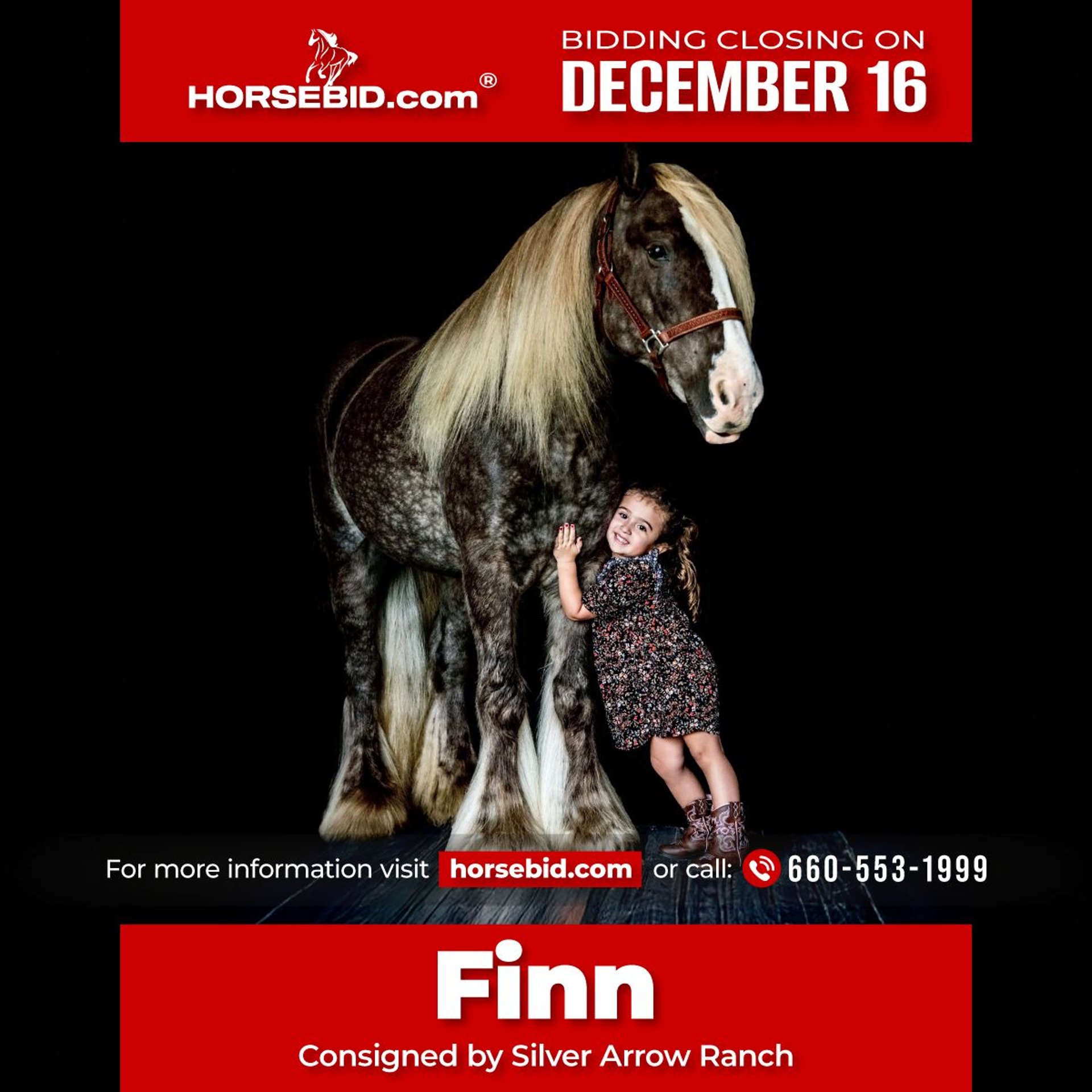 Gypsy Horse Gelding 4 years 14 hh in Ocala
