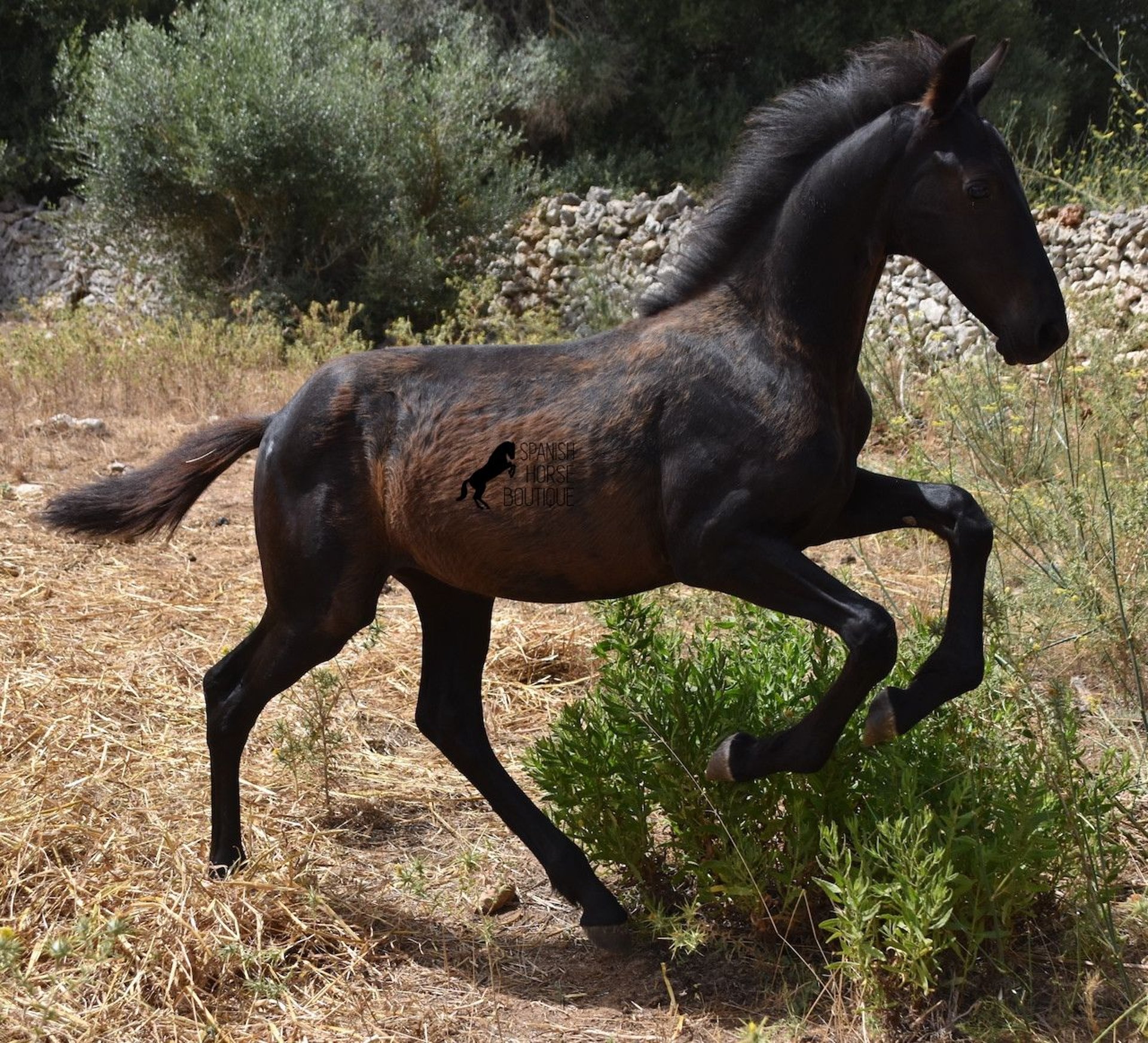 Frisone / Frisone Occidentale Mix Giumenta 1 Anno 160 cm Morello in Menorca