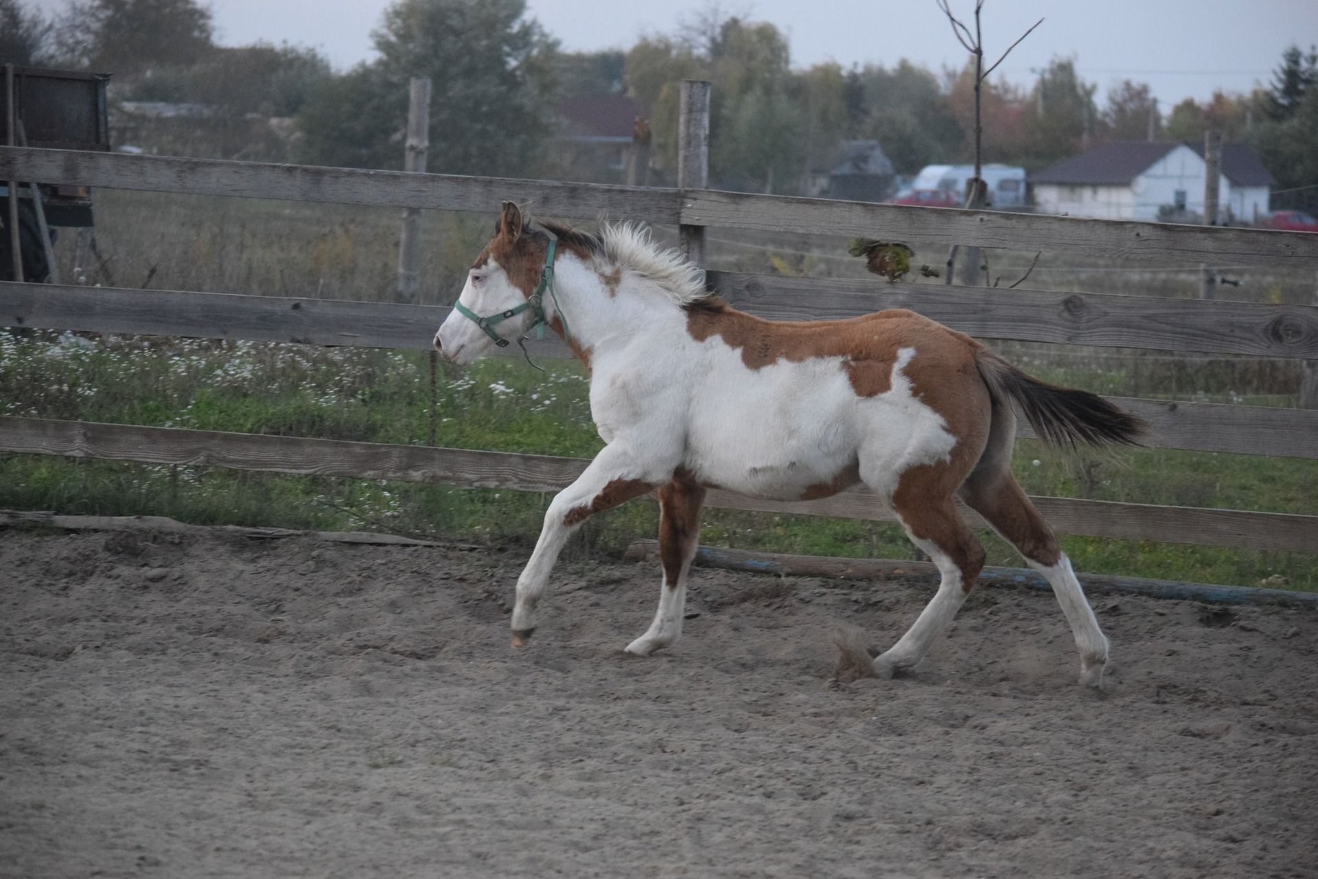 Paint Horse Stallion 14,2 hh Overo-all-colors in Dorog
