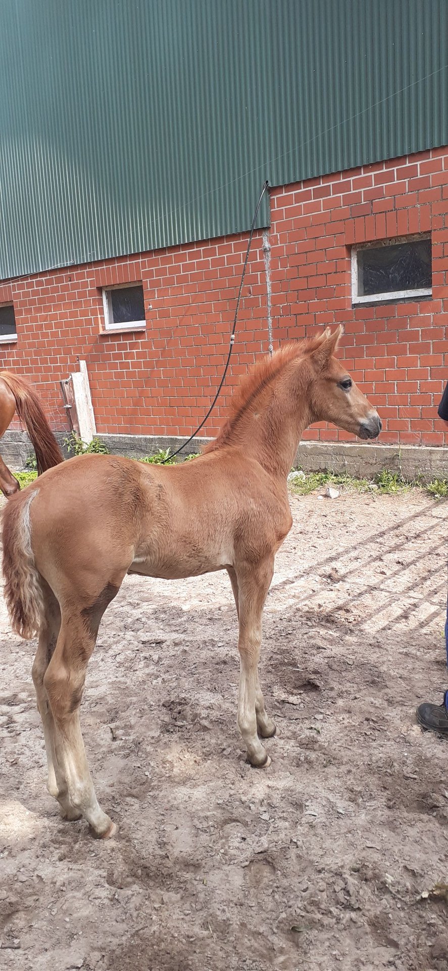 Hanoverian Stallion Chestnut-Red in Oberndorf
