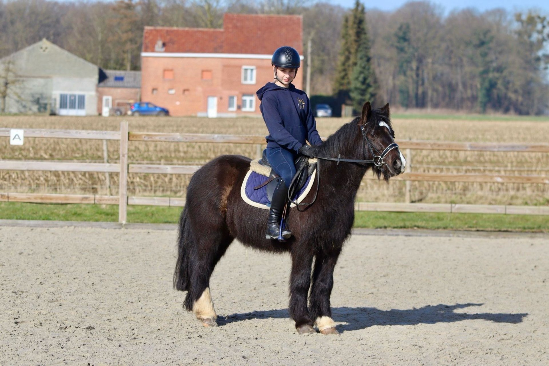 Gypsy Horse Mare 5 years 12,1 hh Black in Bogaarden