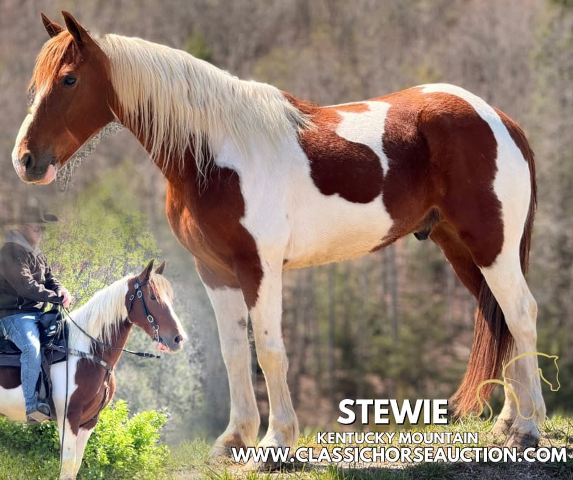 Kentucky Mountain Saddle Horse Wallach 8 Jahre 142 cm Tobiano-alle-Farben in Whitley City, KY