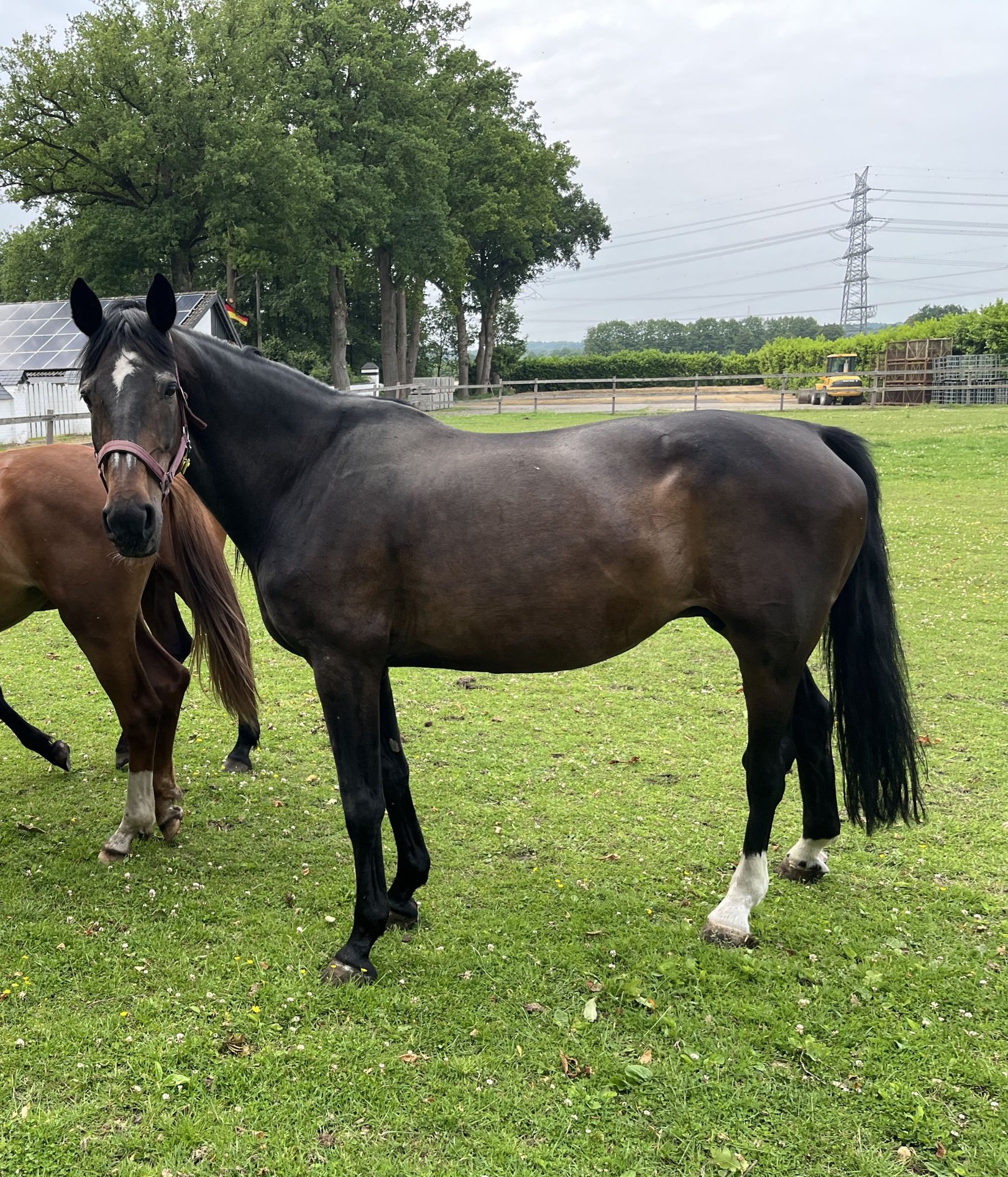 Oldenburg Mare 16 years 16,1 hh Bay-Dark in Merzen
