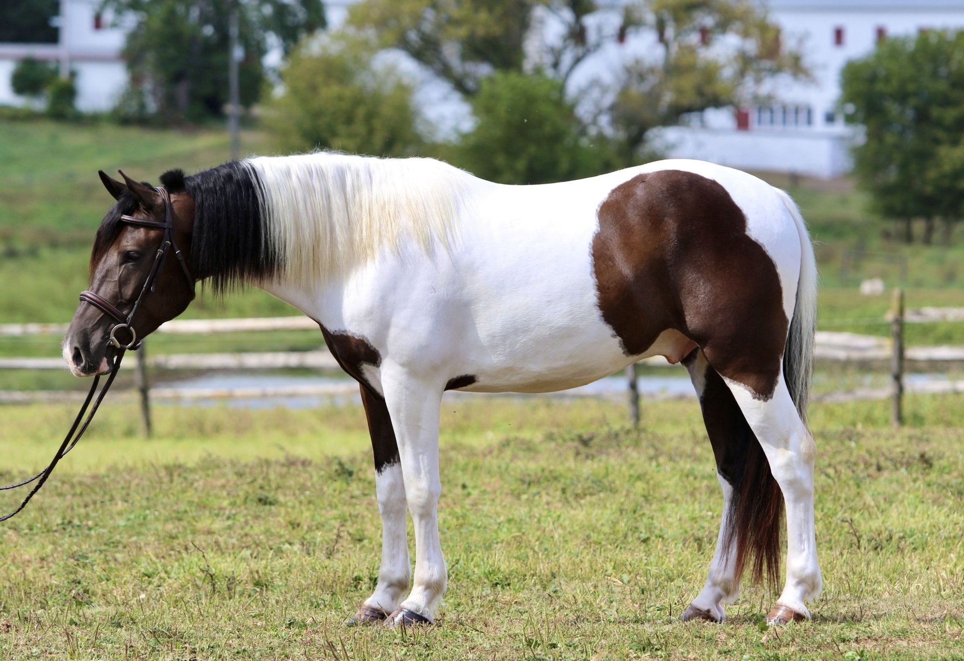 Draft Horse Gelding 5 years Pinto in Gap
