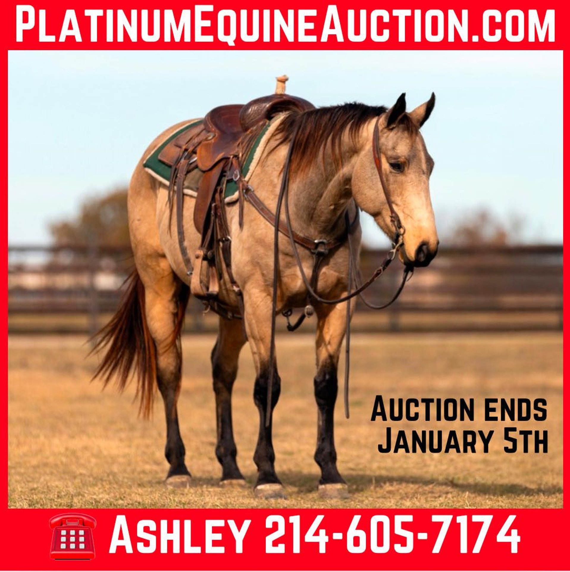 American Quarter Horse Gelding 7 years 15 hh Buckskin in Weatherford TX