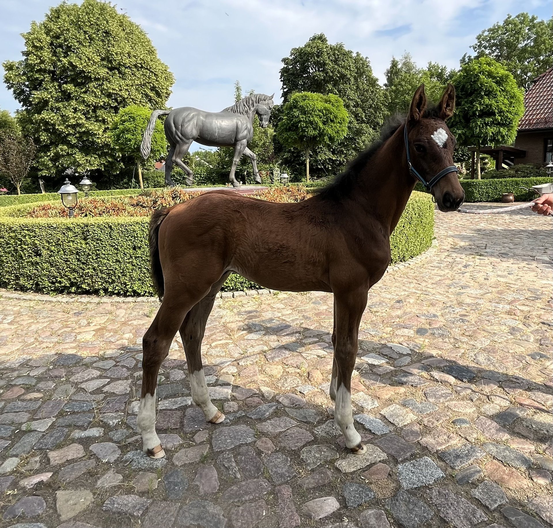 Oldenburger Springpferd Hengst 2 Jahre 122 cm Brauner in Satow