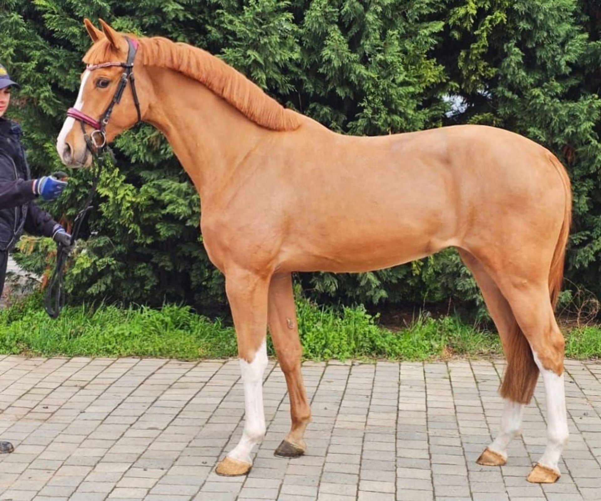 Belgian Warmblood Mare 3 years 16,1 hh Chestnut-Red in Murska Soboda