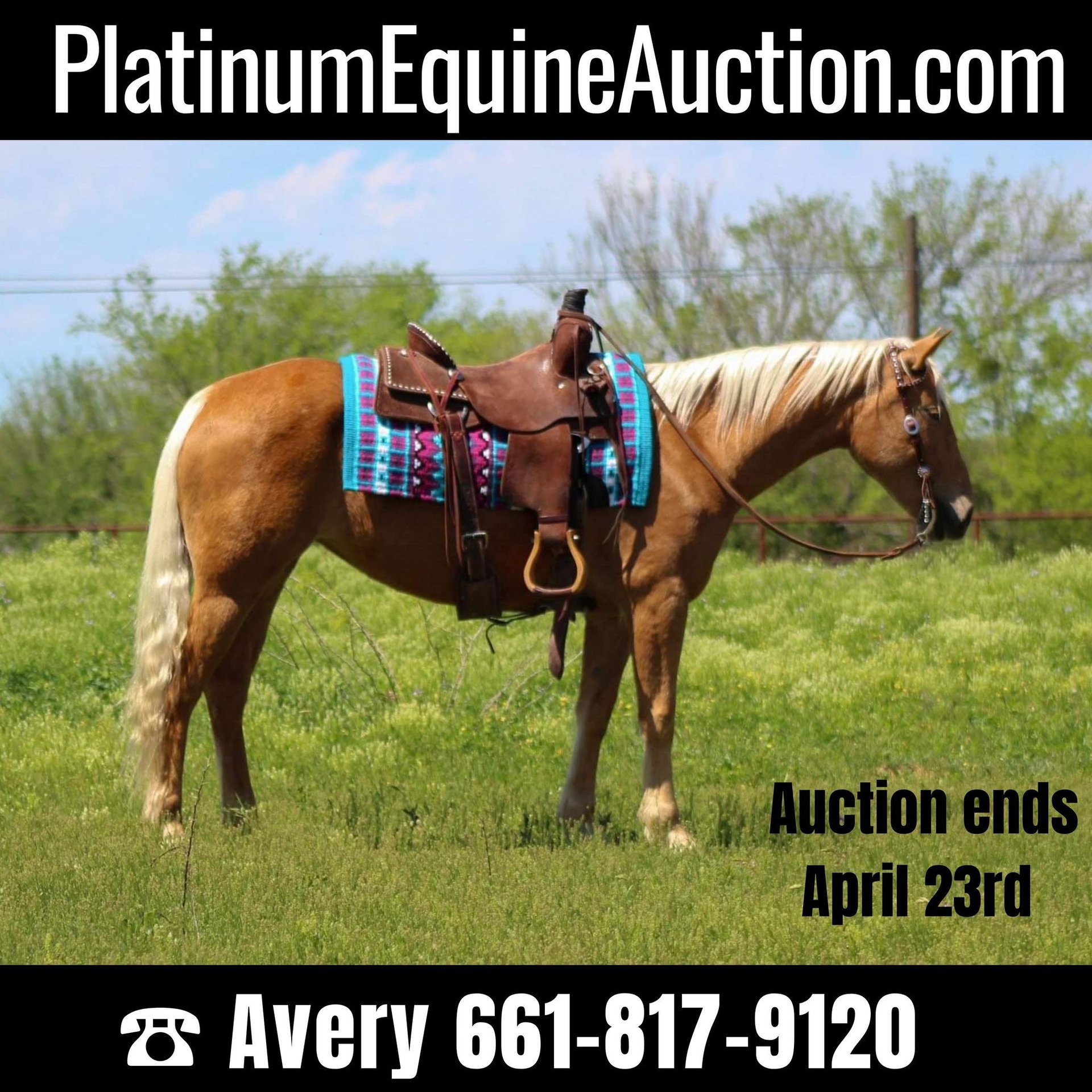 Mustang (american) Mare 7 years 14,2 hh Palomino in sTEPHENVILLE tx