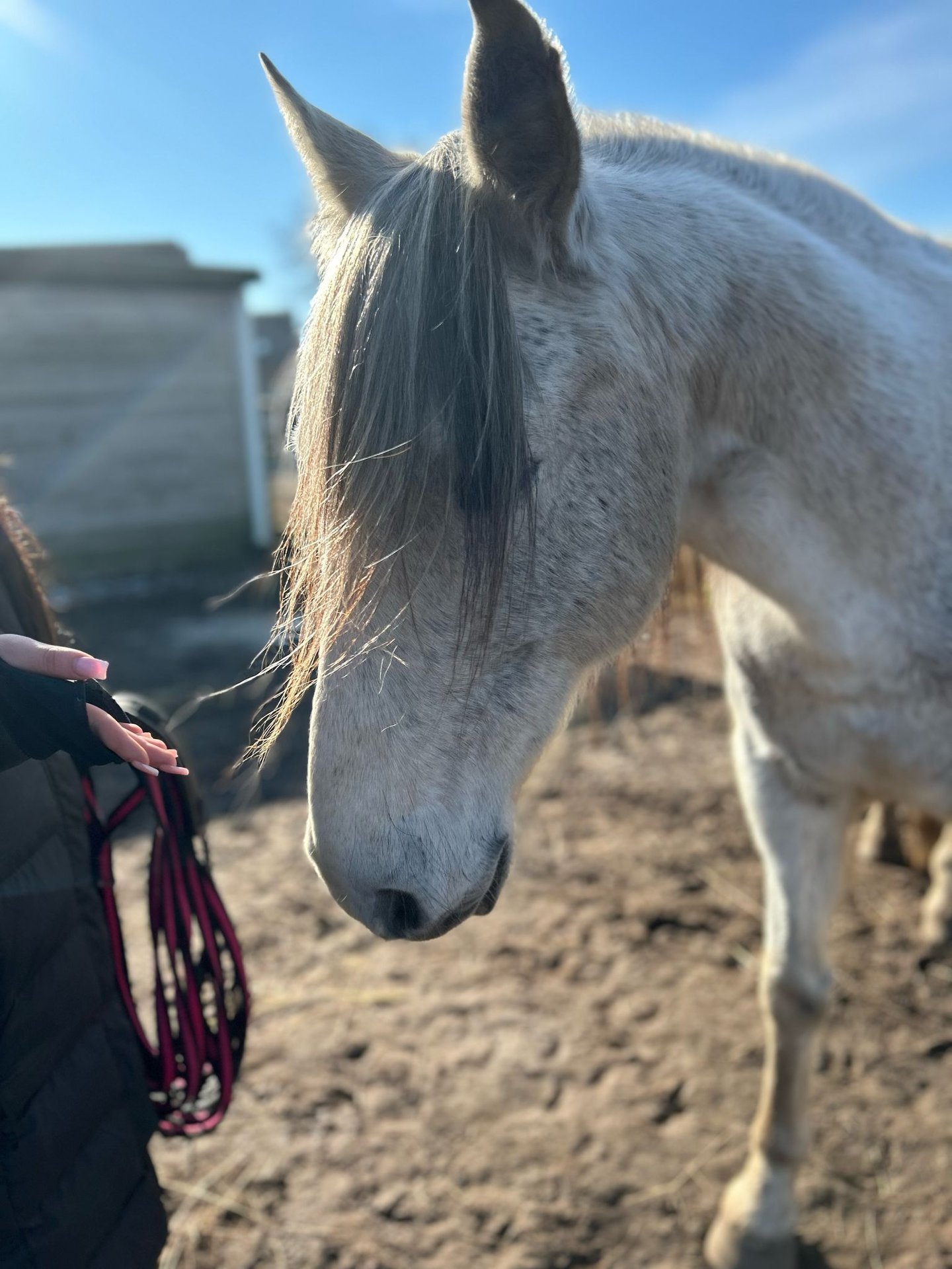 PRE Gelding 16 years Gray-Dapple in Trebbin