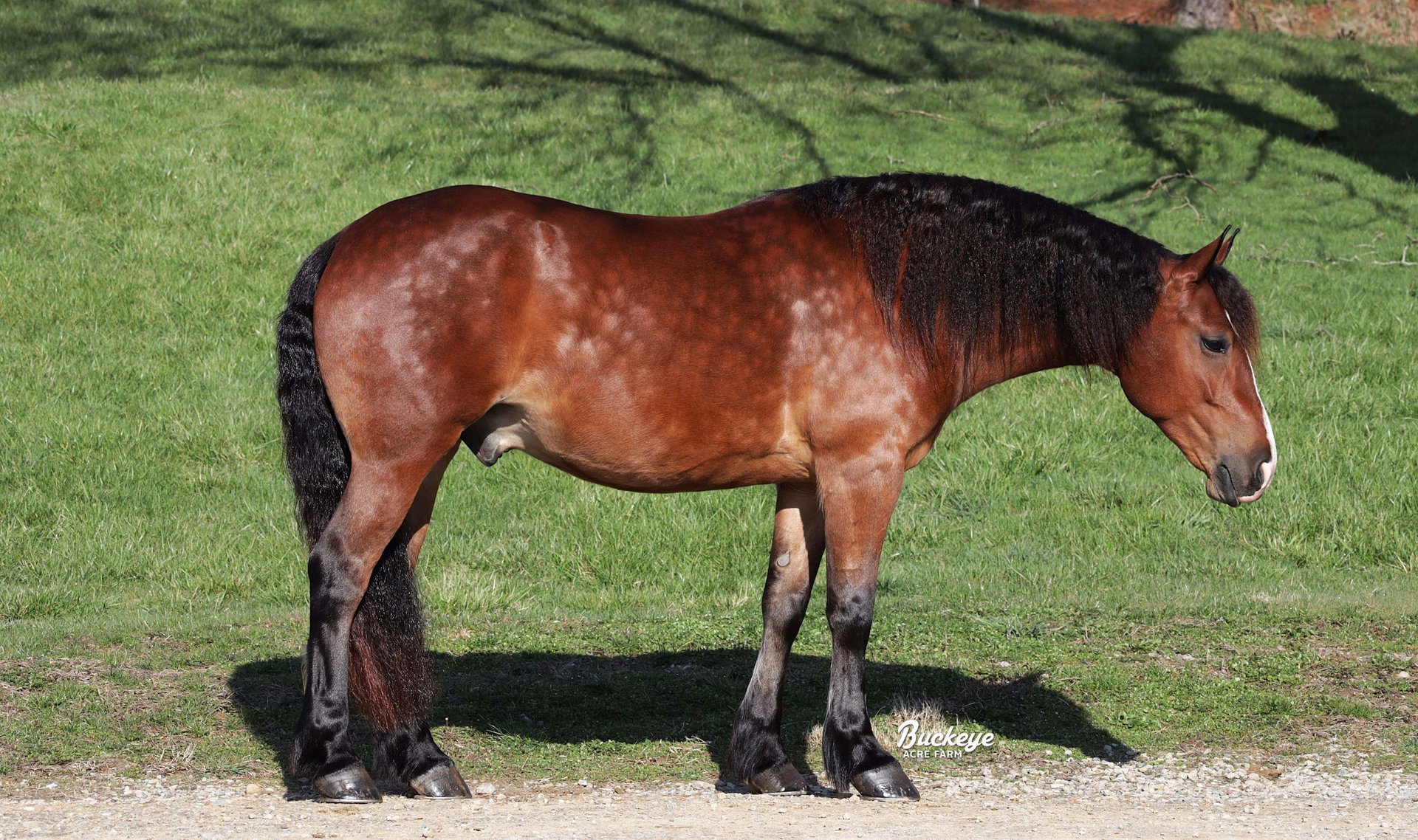 Friesian horses Mix Gelding 7 years 15,2 hh Bay in Millersburg