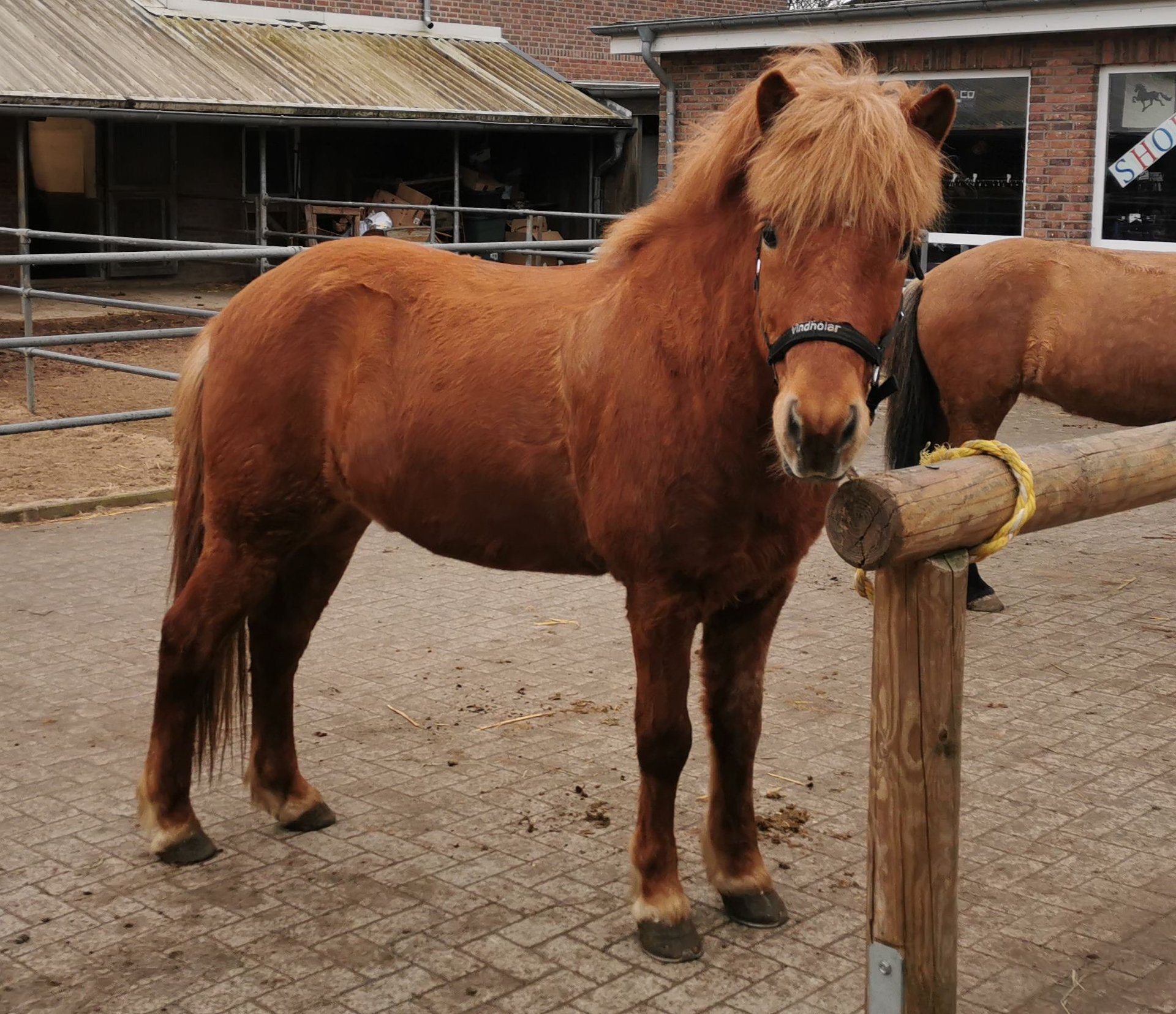 Islandpferd Wallach 11 Jahre 141 cm Fuchs in Stapelfeld