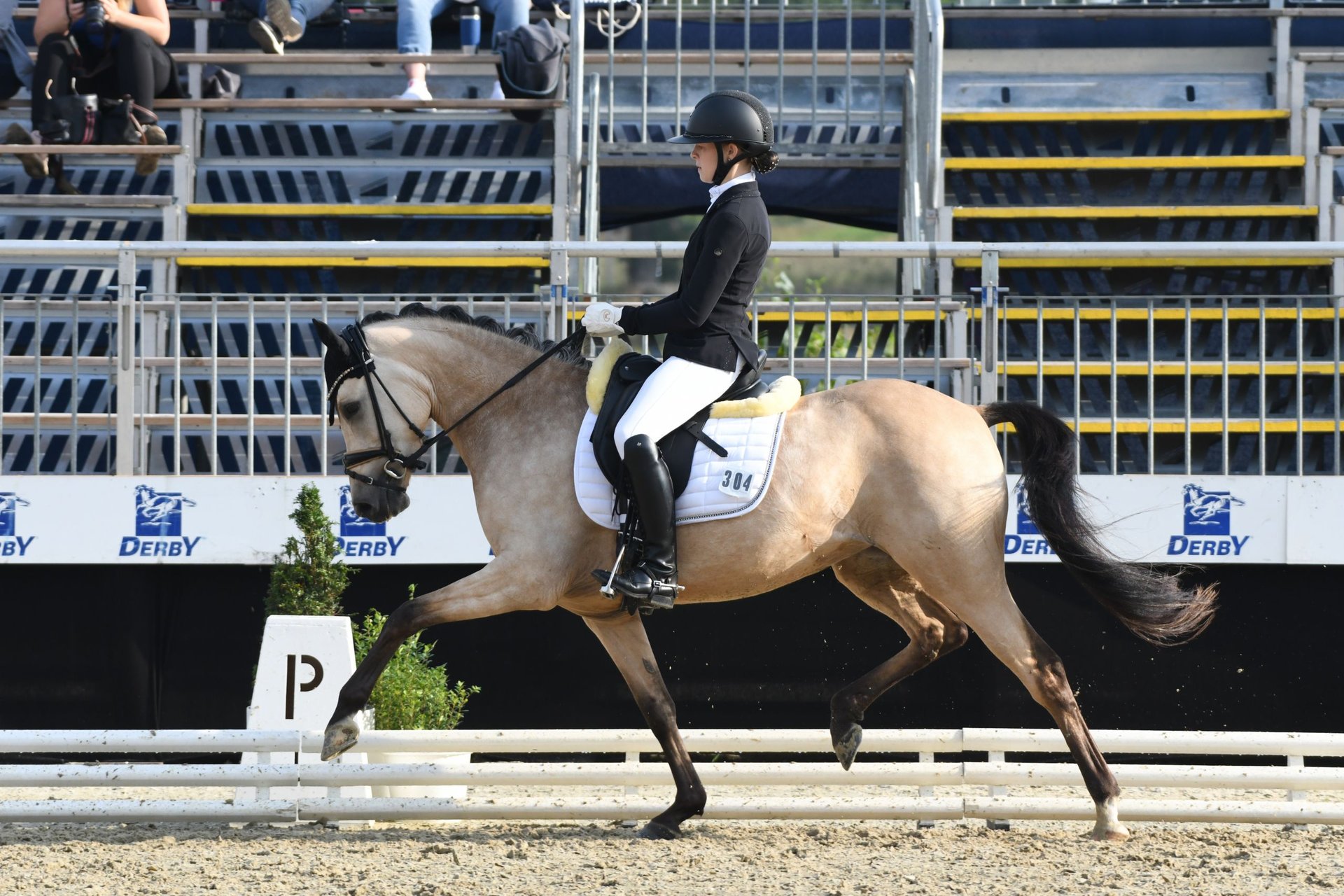 German Riding Pony Mare 9 years 14,2 hh Dun in Tönisvorst