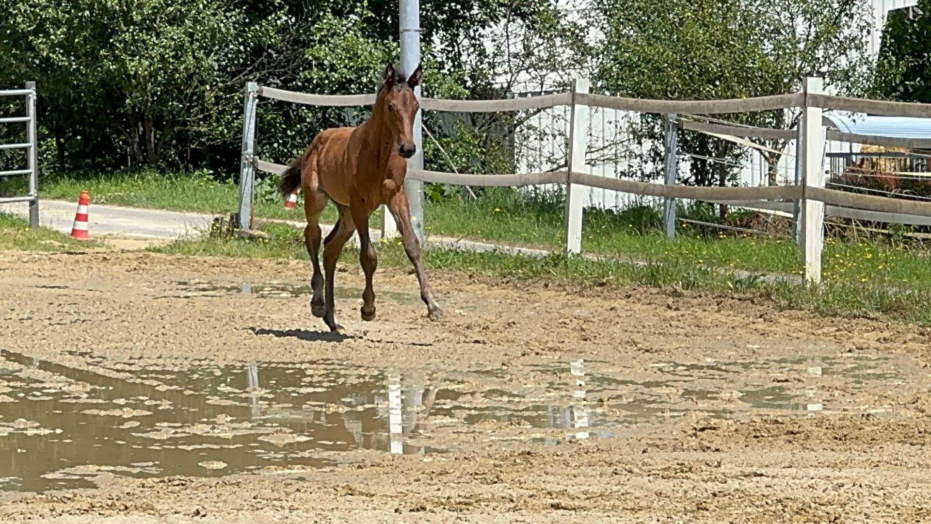Oldenburg Mare 1 year Bay-Dark in Blieskastel