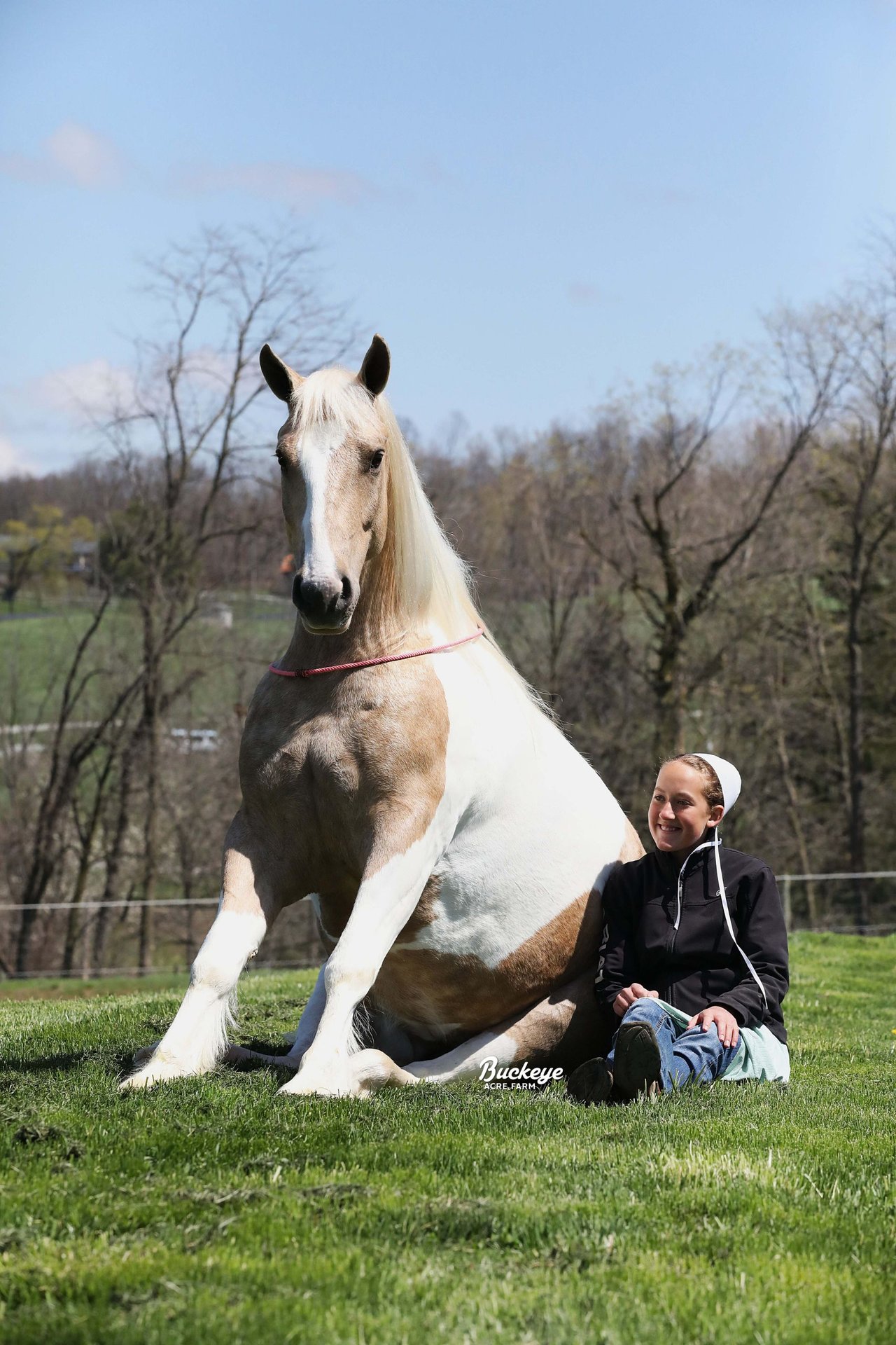 Tinker Mestizo Caballo castrado 6 años 152 cm Tobiano-todas las-capas ...