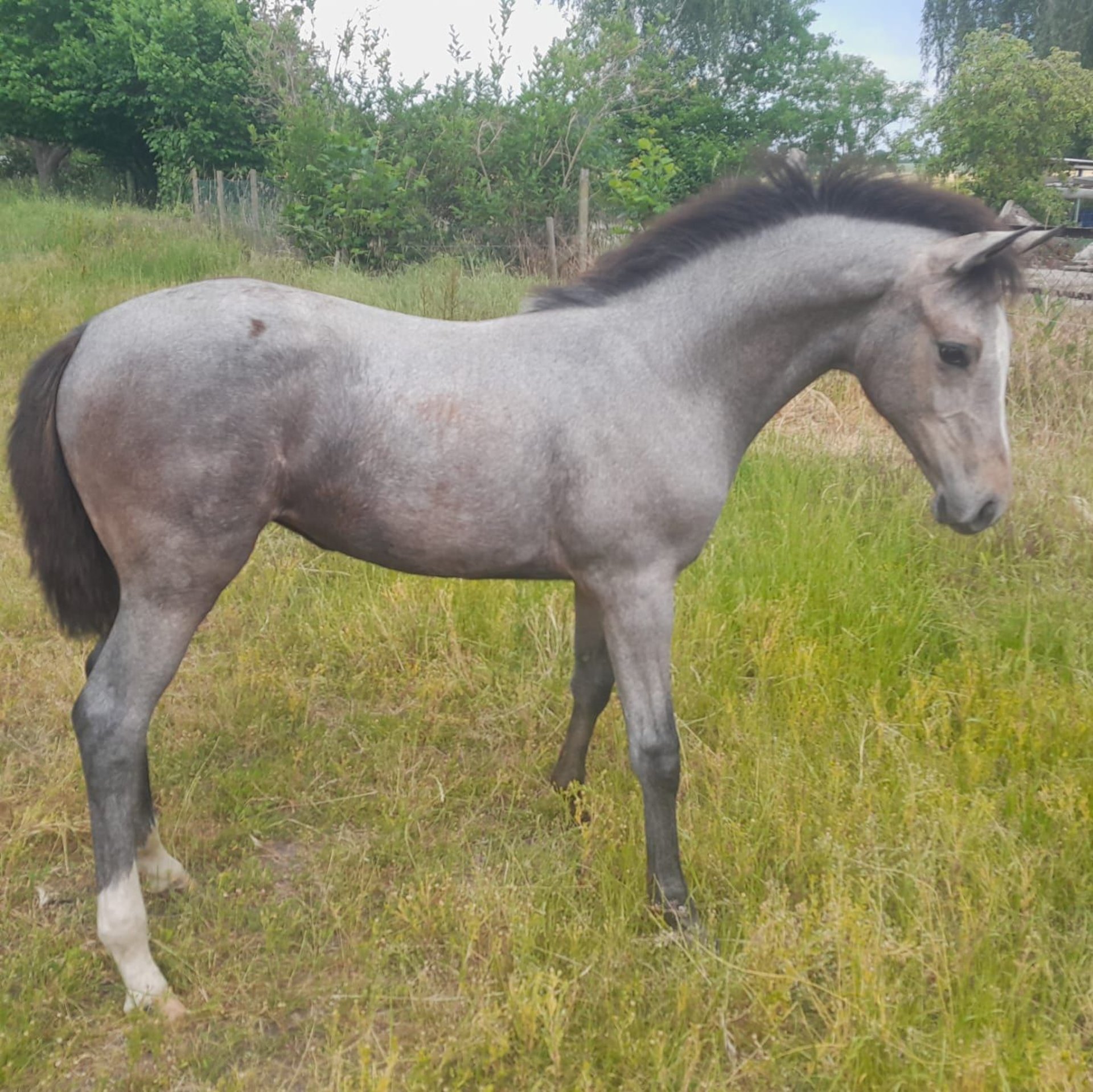 Holsteiner Jument Poulain (02/2023) Gris in Winkelstedt
