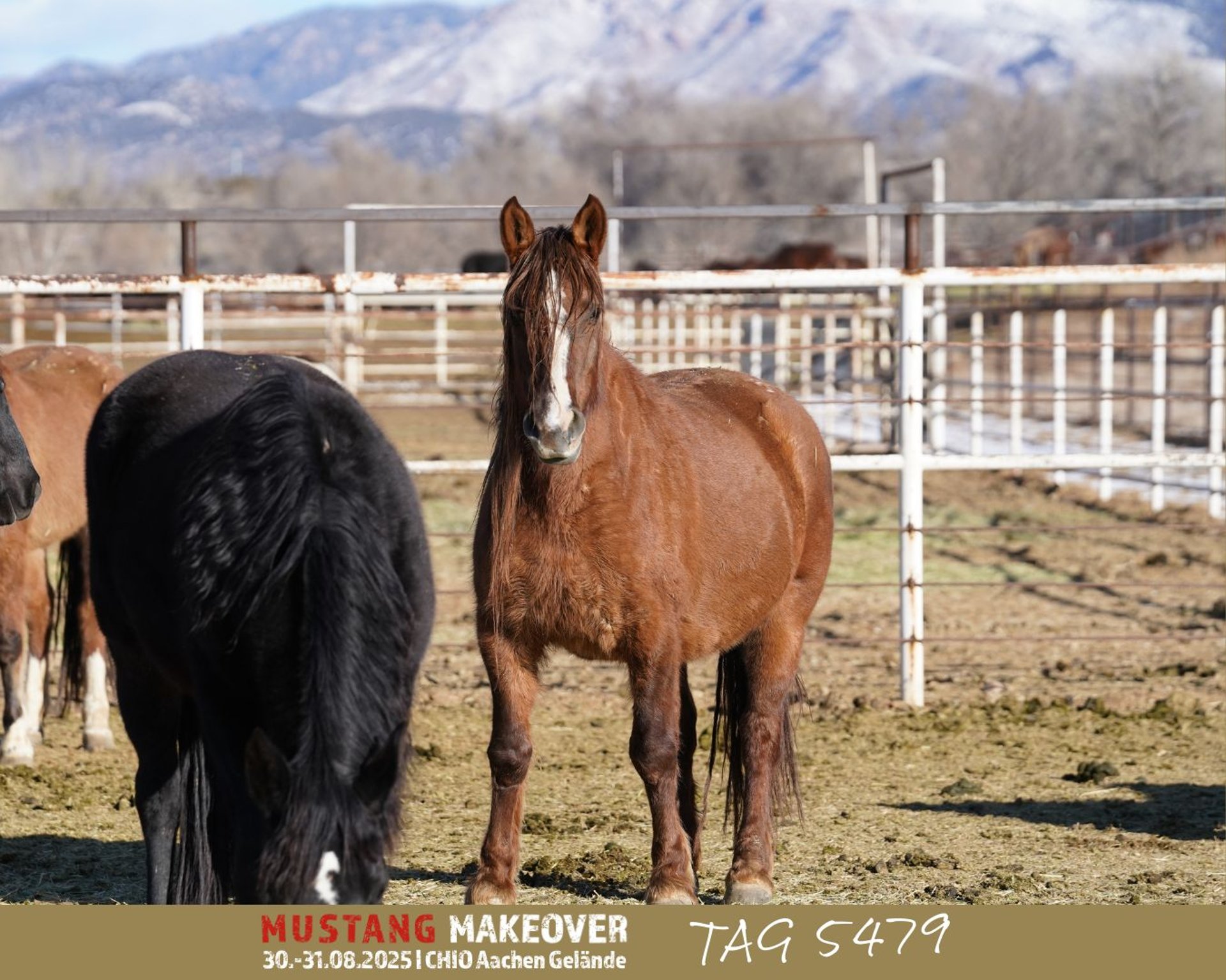 Mustang (amerikanisch) Stute 10 Jahre 152 cm Falbe in Taunusstein