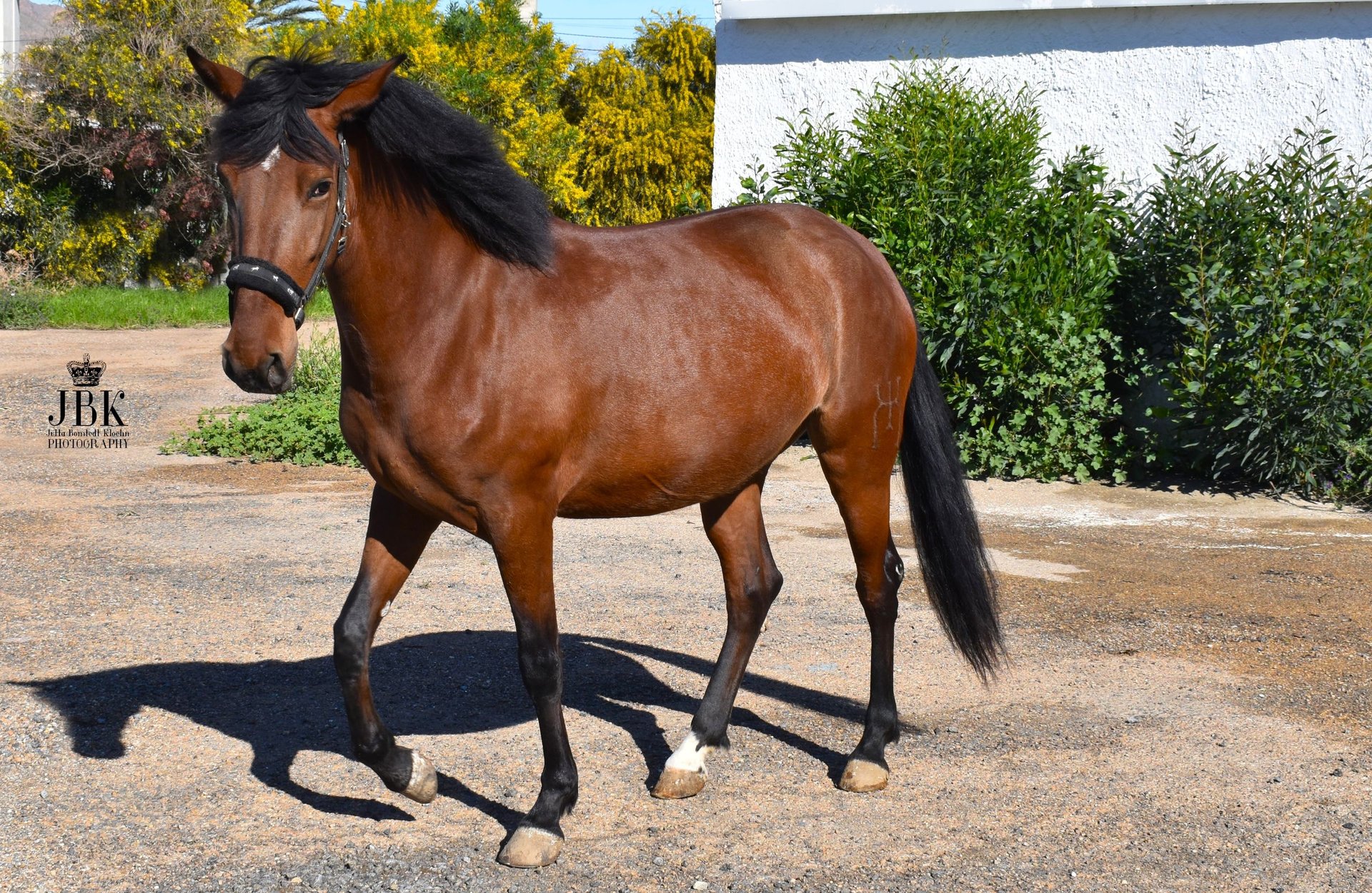 Andalusian Mix Mare 4 years 15,2 hh Brown in Tabernas Almeria