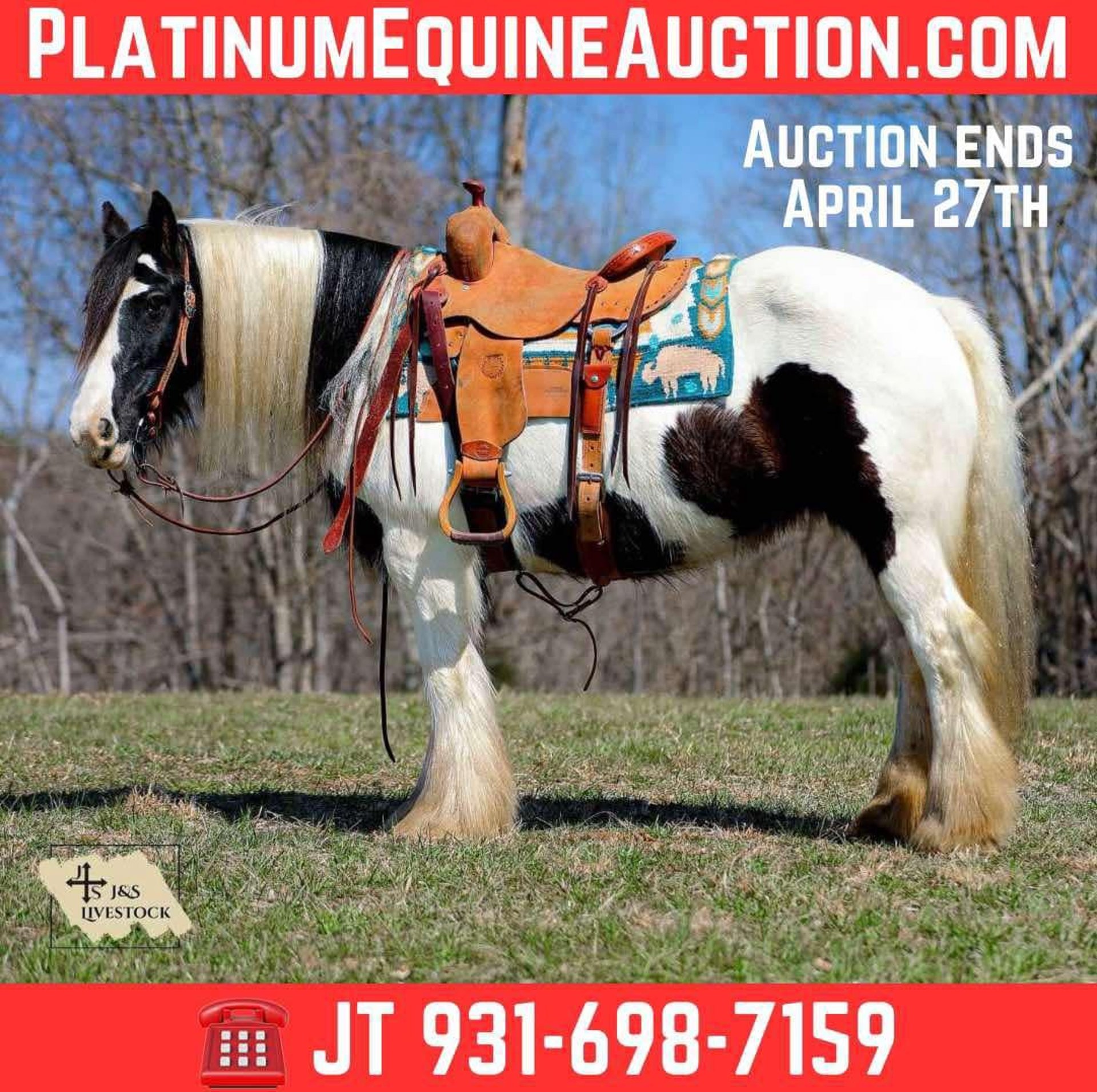 Tinker Jument 11 Ans 145 cm Tobiano-toutes couleurs in Santa Fe, TN