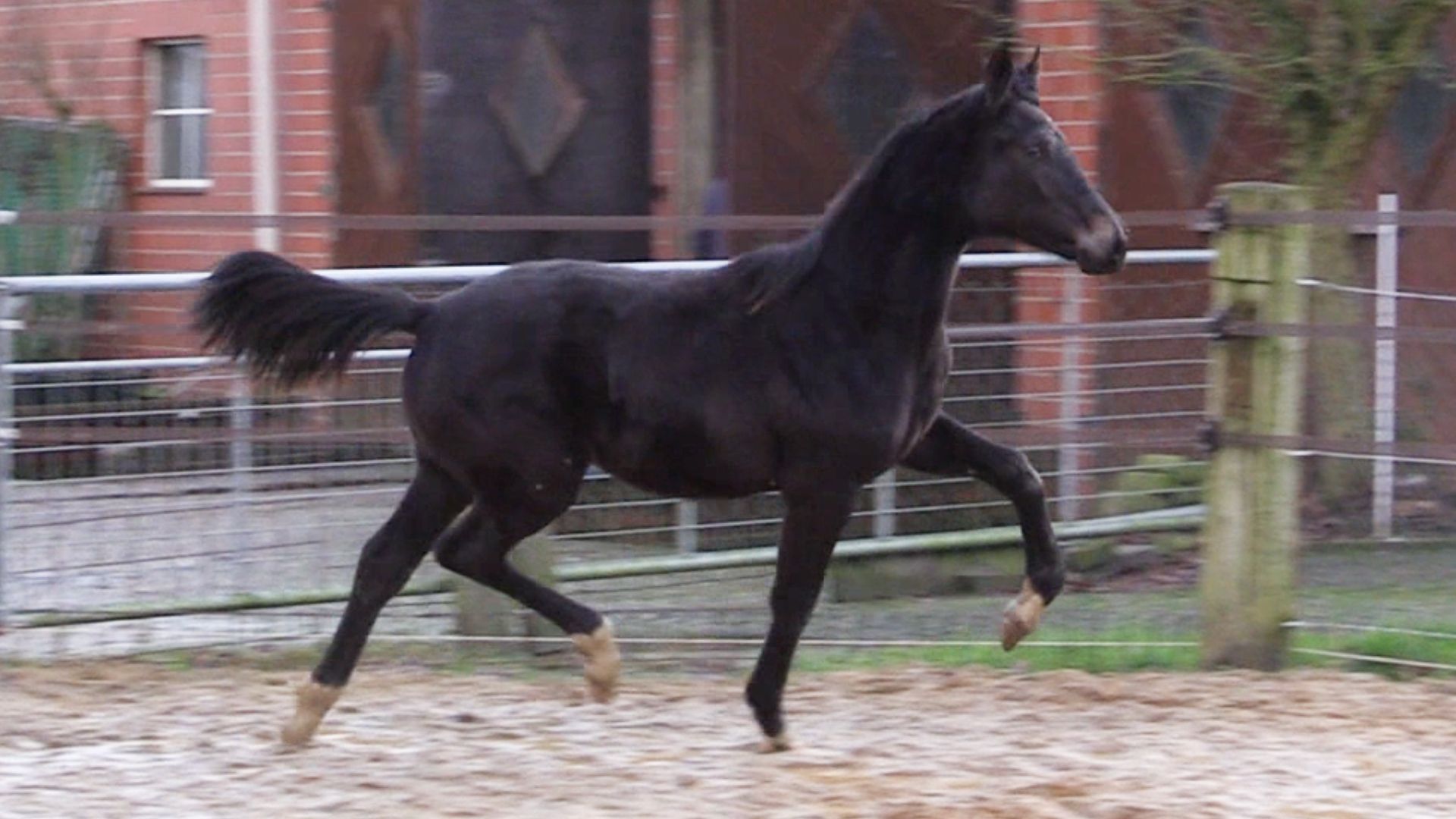 Oldenburg Mare 1 year Bay-Dark in Wardenburg
