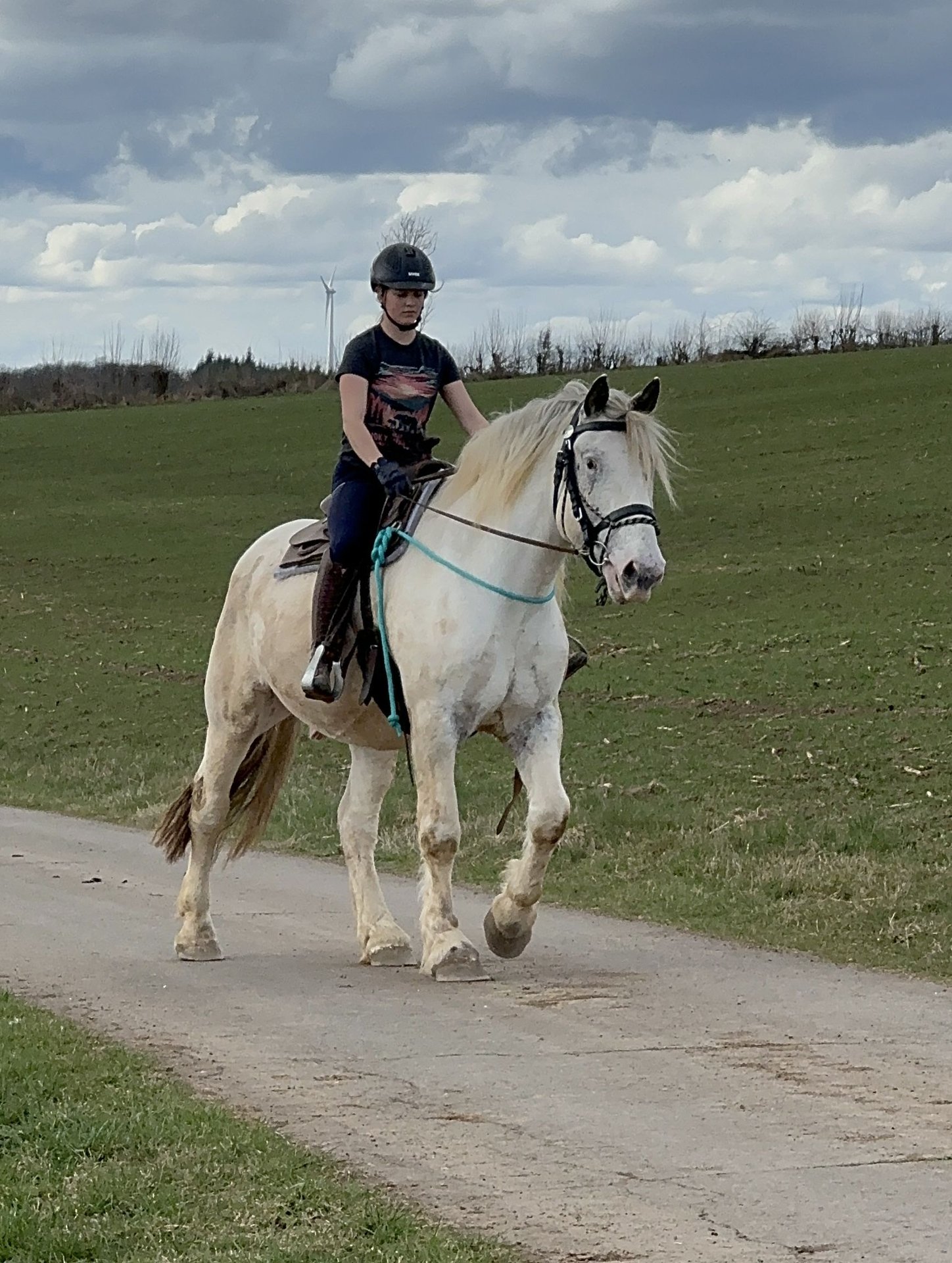 Noriker Gelding 6 years 16,2 hh Gray in Olmscheid
