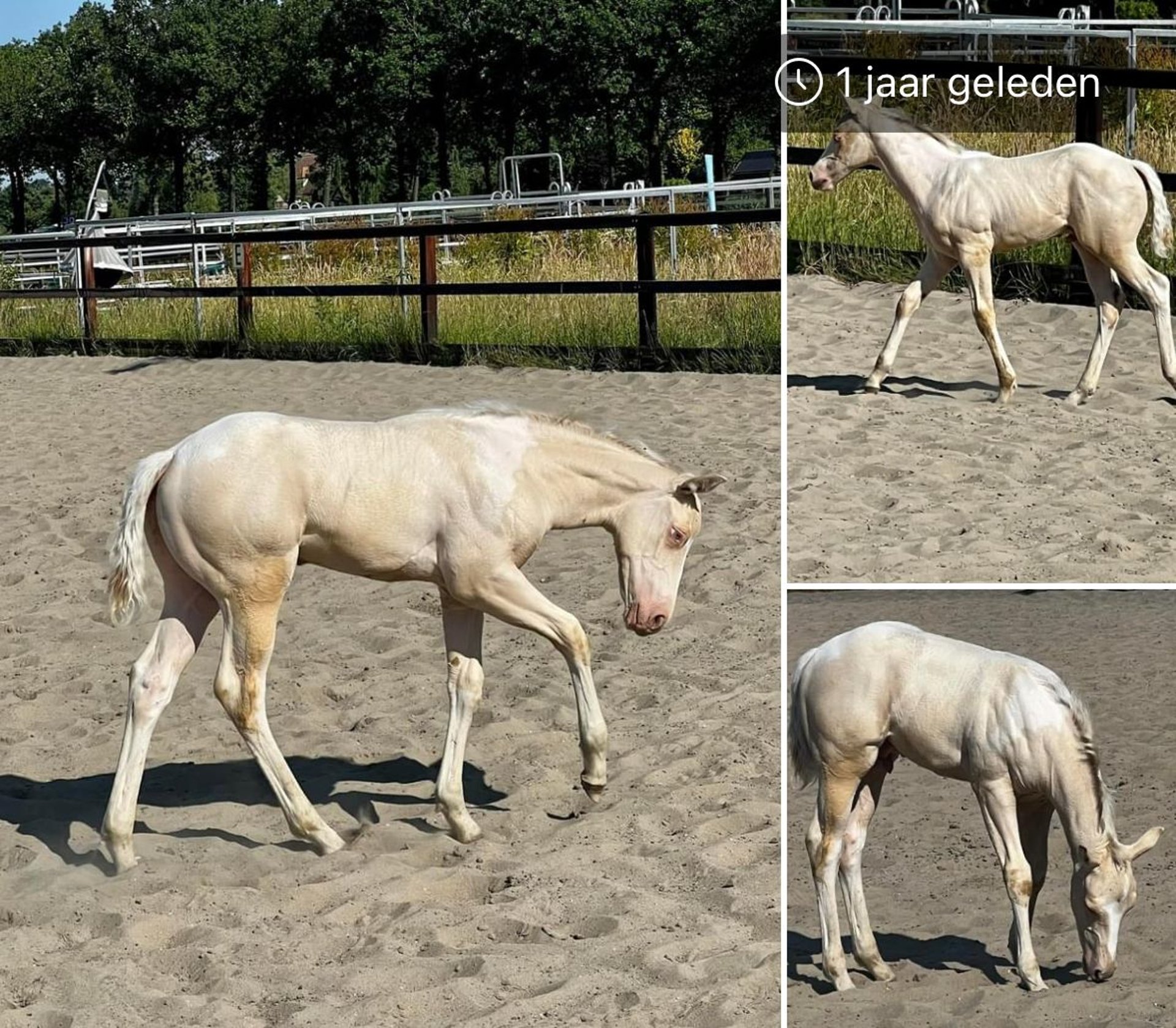Paint Horse Semental 1 año 150 cm Perlino in Woudenberg