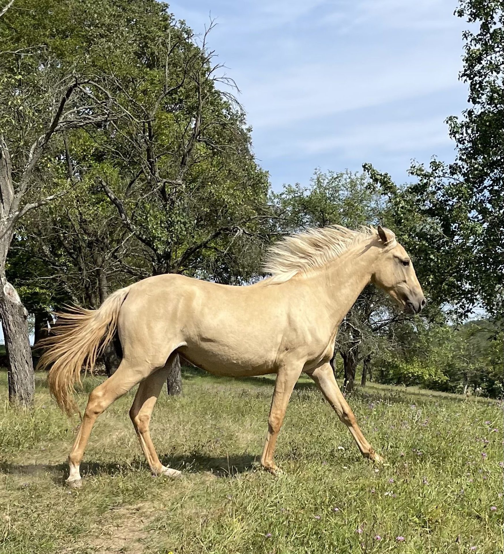 Lusitanos Stute 2 Jahre 160 cm Dunalino in Hýskov