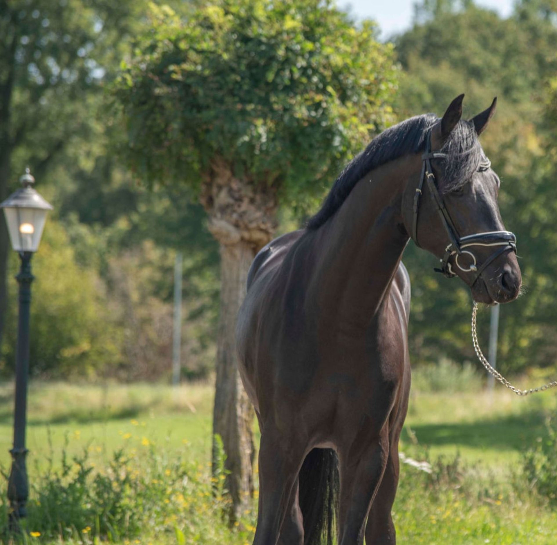 Oldenburg Stallion 4 years 16 hh Bay-Dark in Susteren