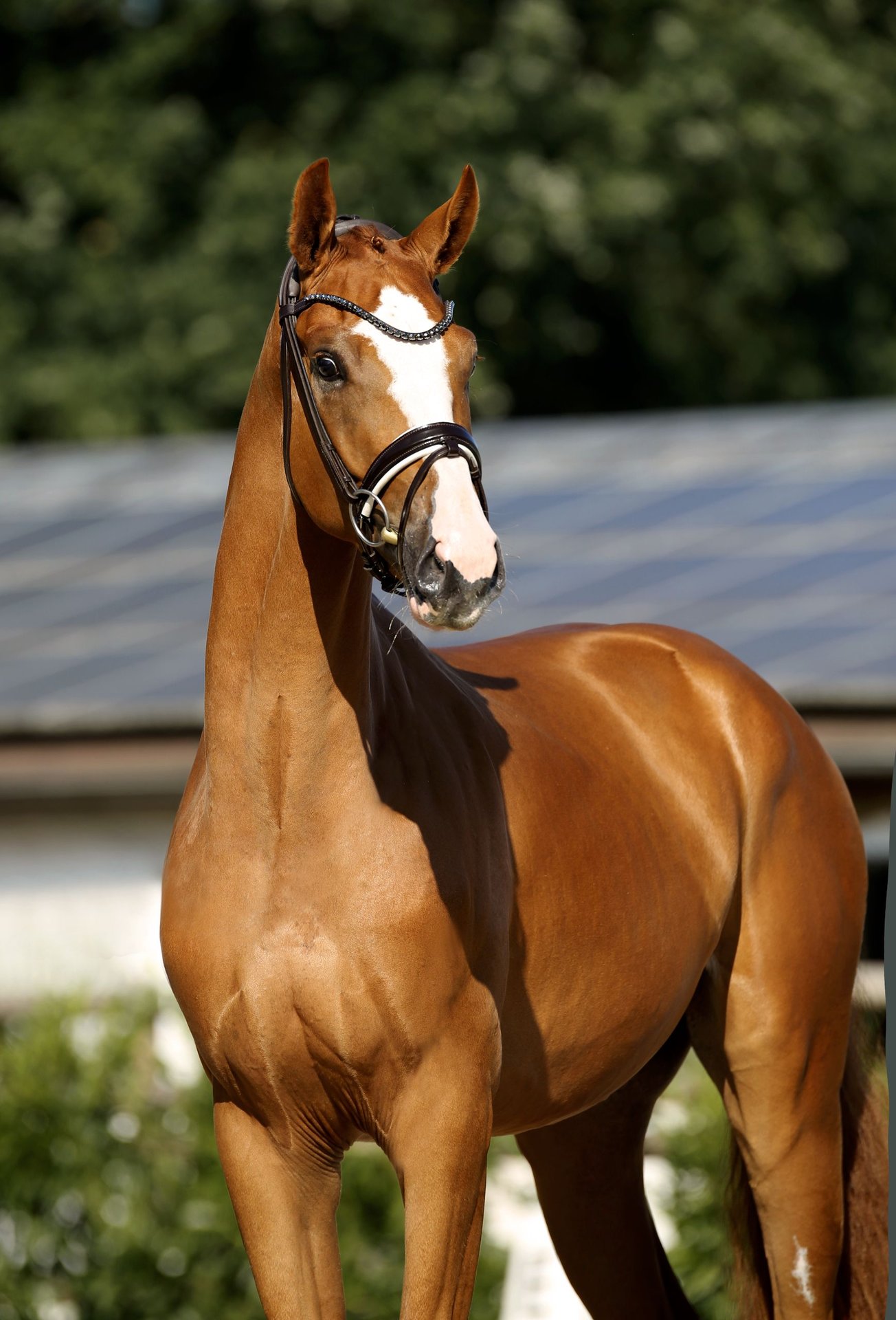 Hanovrien Hongre 4 Ans 164 cm Alezan in Recke