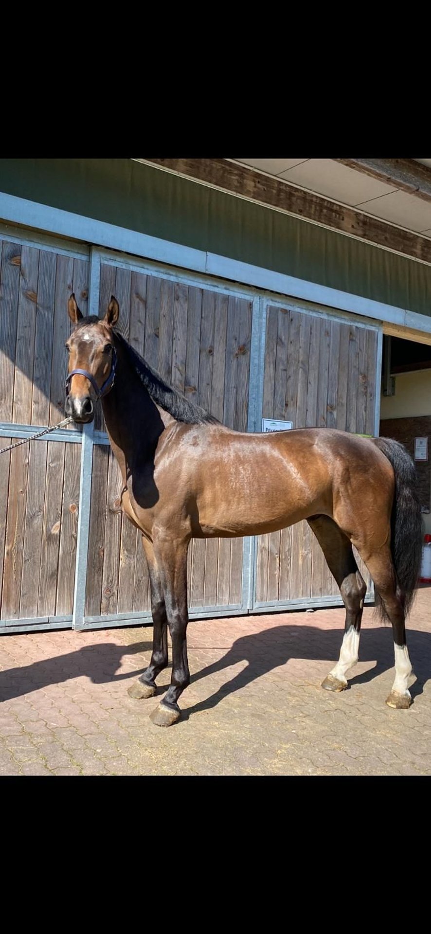 German Sport Horse Gelding 4 years 16 hh Bay-Dark in Walzbachtal