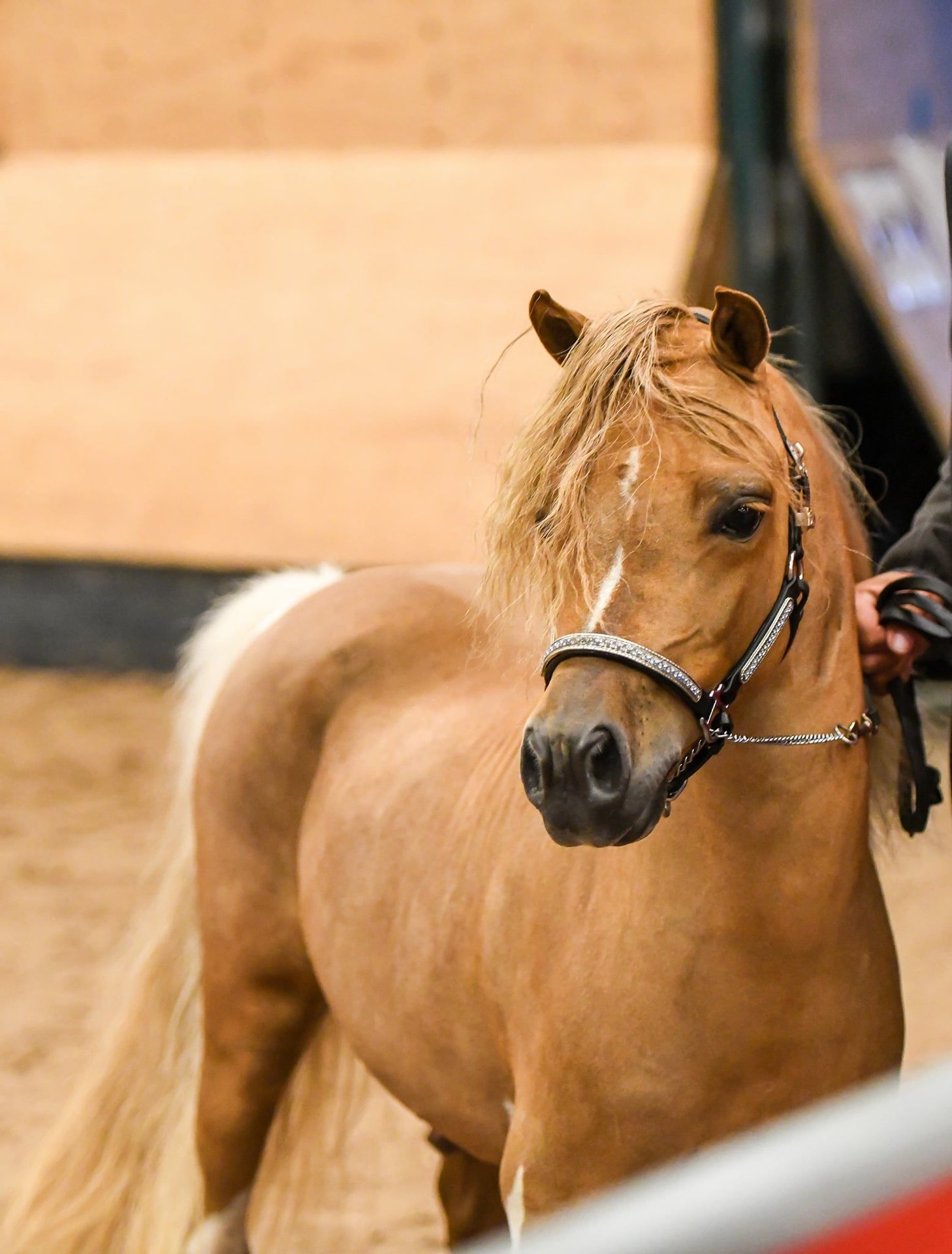 Amerikaans minipaard Hengst 8 Jaar 93 cm in Rader Insel