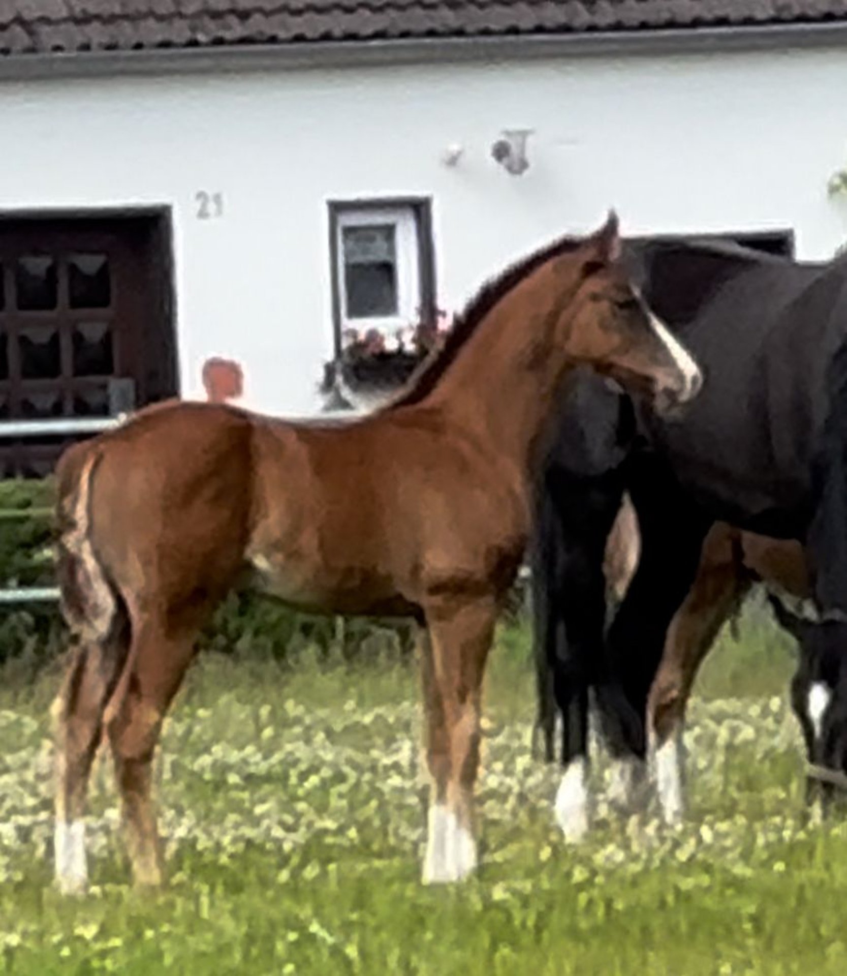 Oldenburg Stallion Chestnut in Vechta