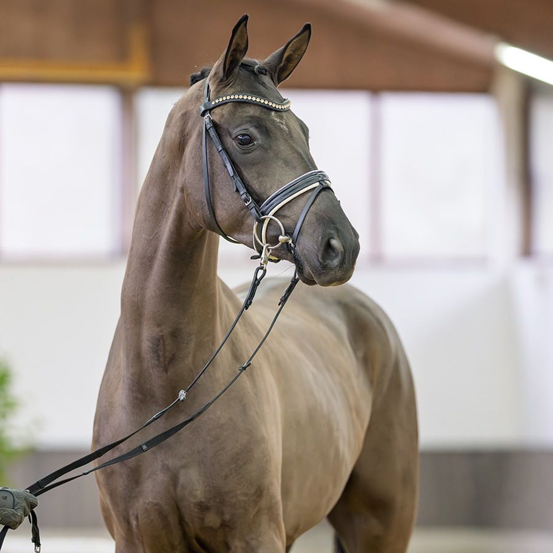 Hanoverian Gelding 3 years 17 hh Black in Münster-Handorf