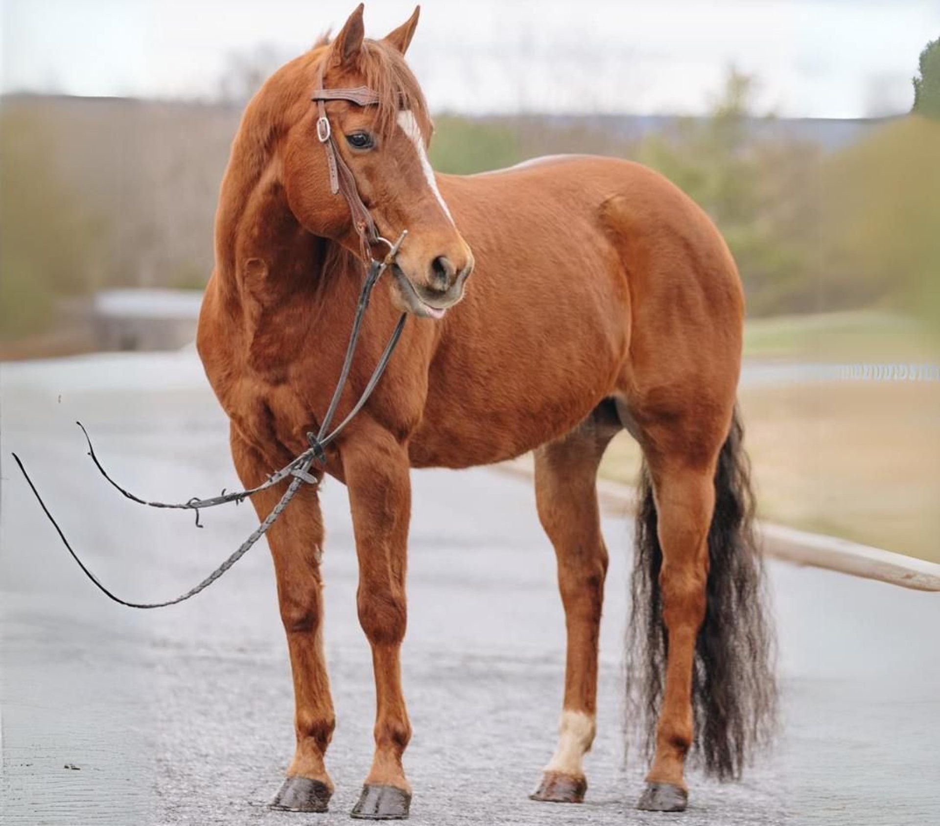 American Quarter Horse Mix Gelding 12 years 14 hh Sorrel in Pottstown