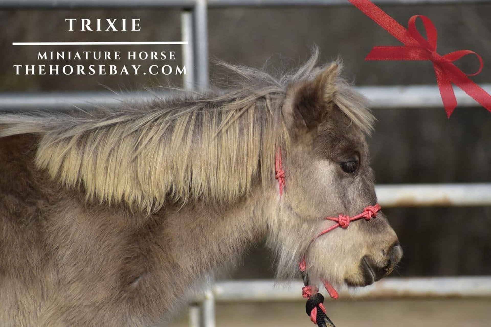 Pony of the Americas Mare 1 year 8,1 hh Brown in Antlers, OK