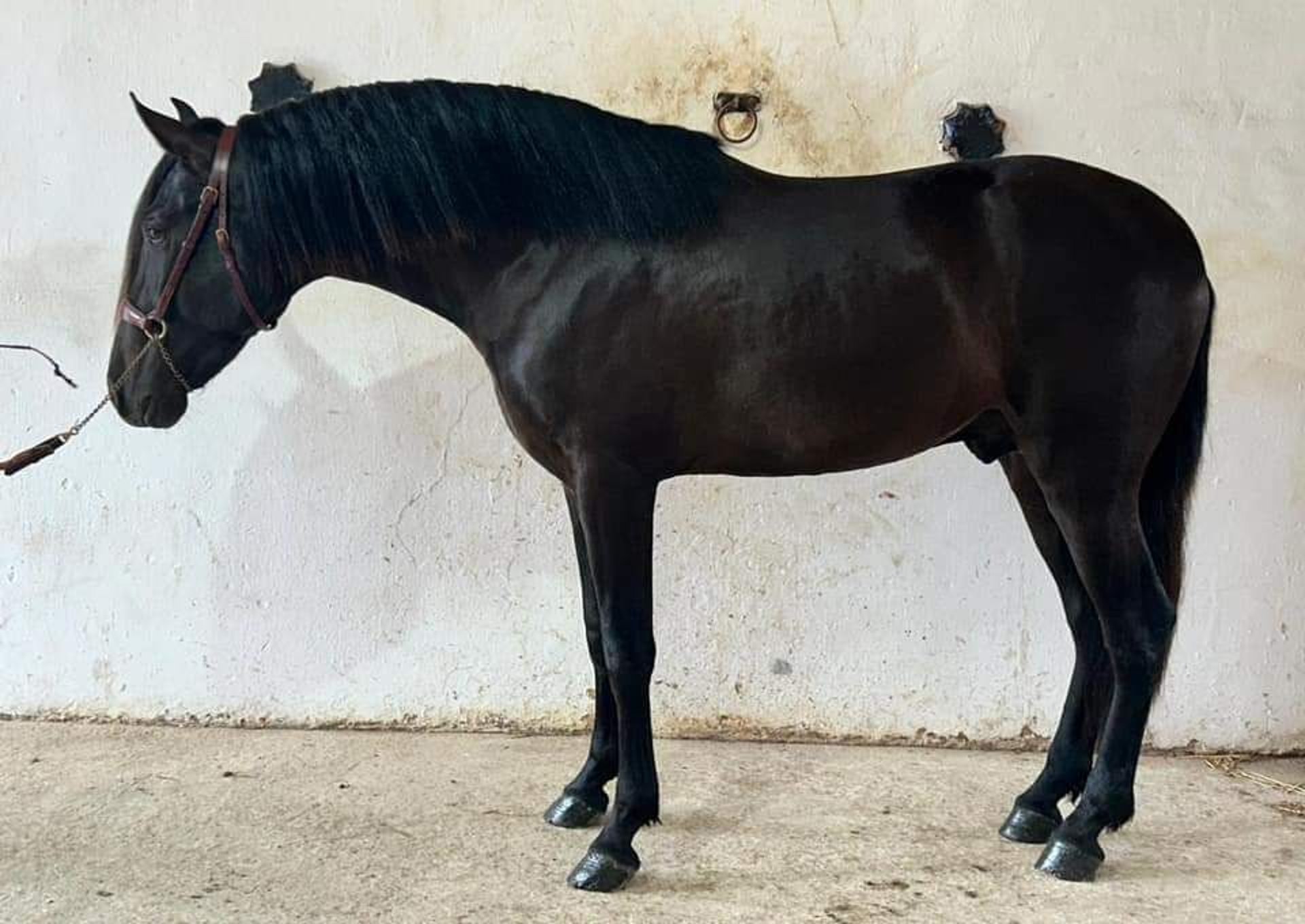 PRE Mix Hengst 5 Jahre 163 cm Rappe in Podersdorf am See