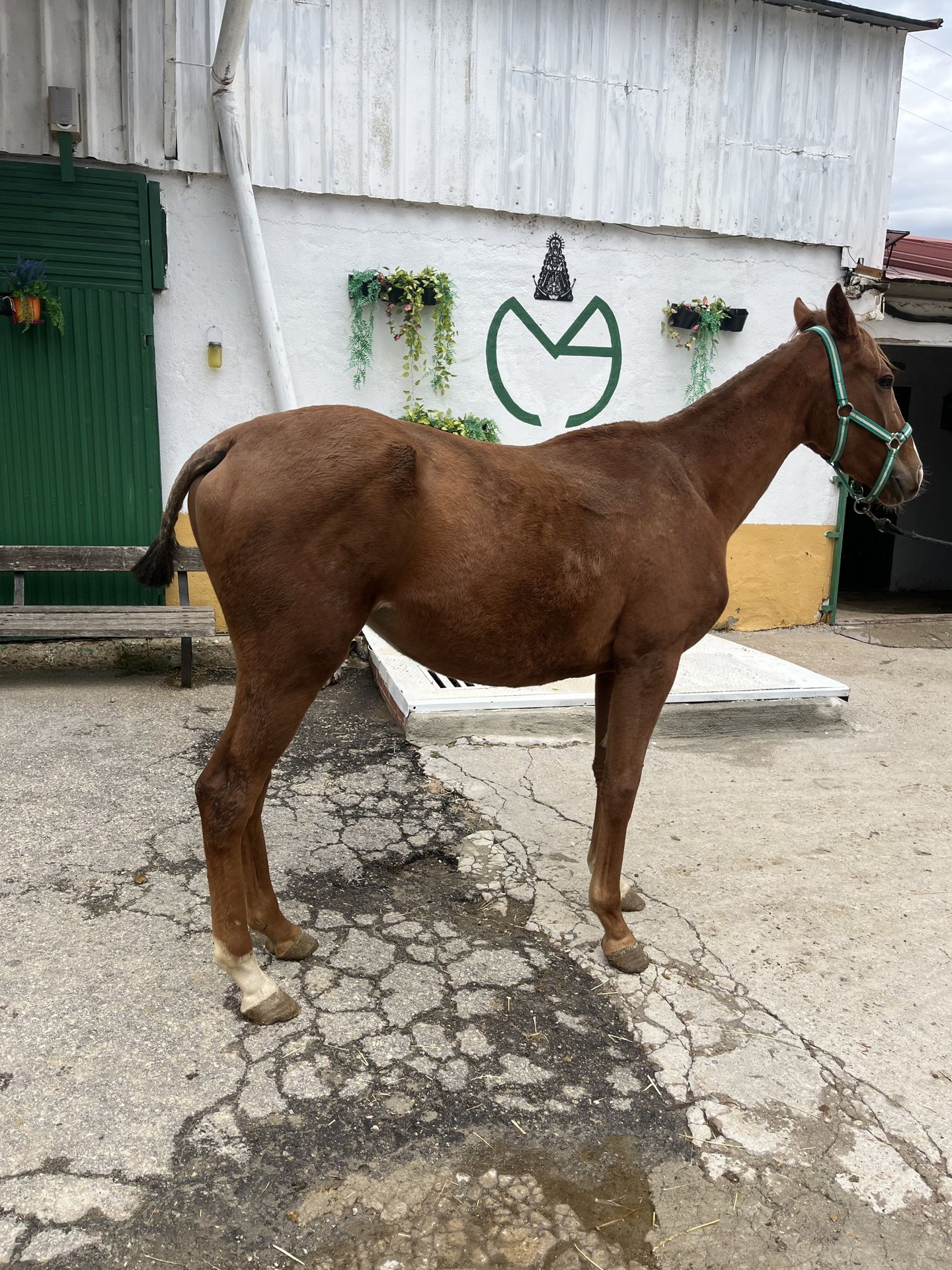 Anglo-Arab Mare 1 year Chestnut-Red in El AlamO
