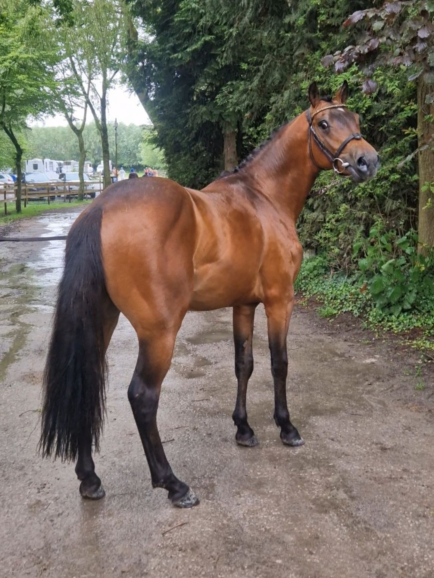French riding pony Stallion 3 years 13,1 hh Brown in Nalinnes