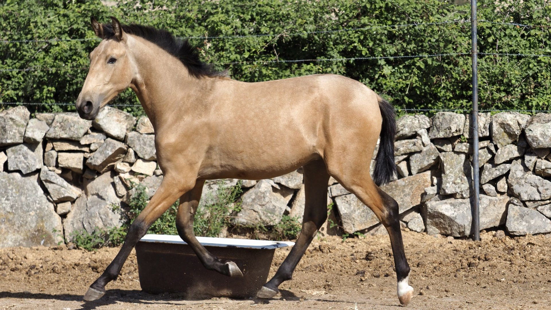 Altre razze Stallone 2 Anni 154 cm Pelle di daino in NAVAS DEL MADRONO