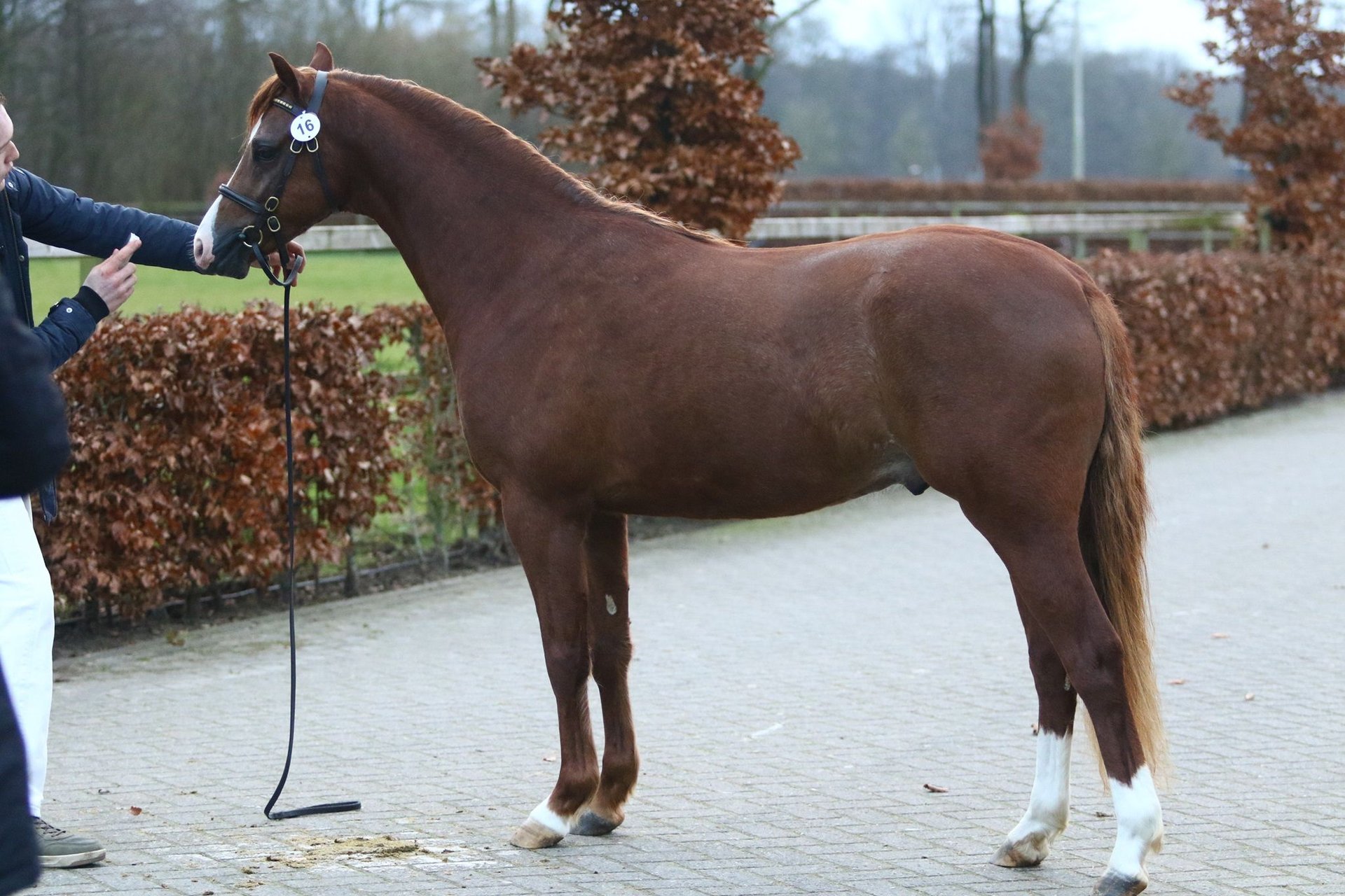 Welsh B Stallion 3 years 12,3 hh Chestnut-Red in Waterlandkerkje