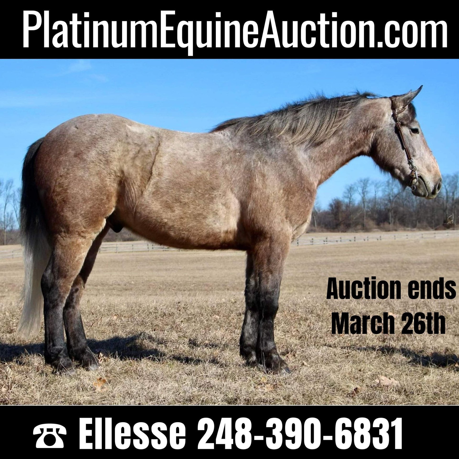 American Quarter Horse Gelding 6 years 16,2 hh Gray-Red-Tan in Highland MI