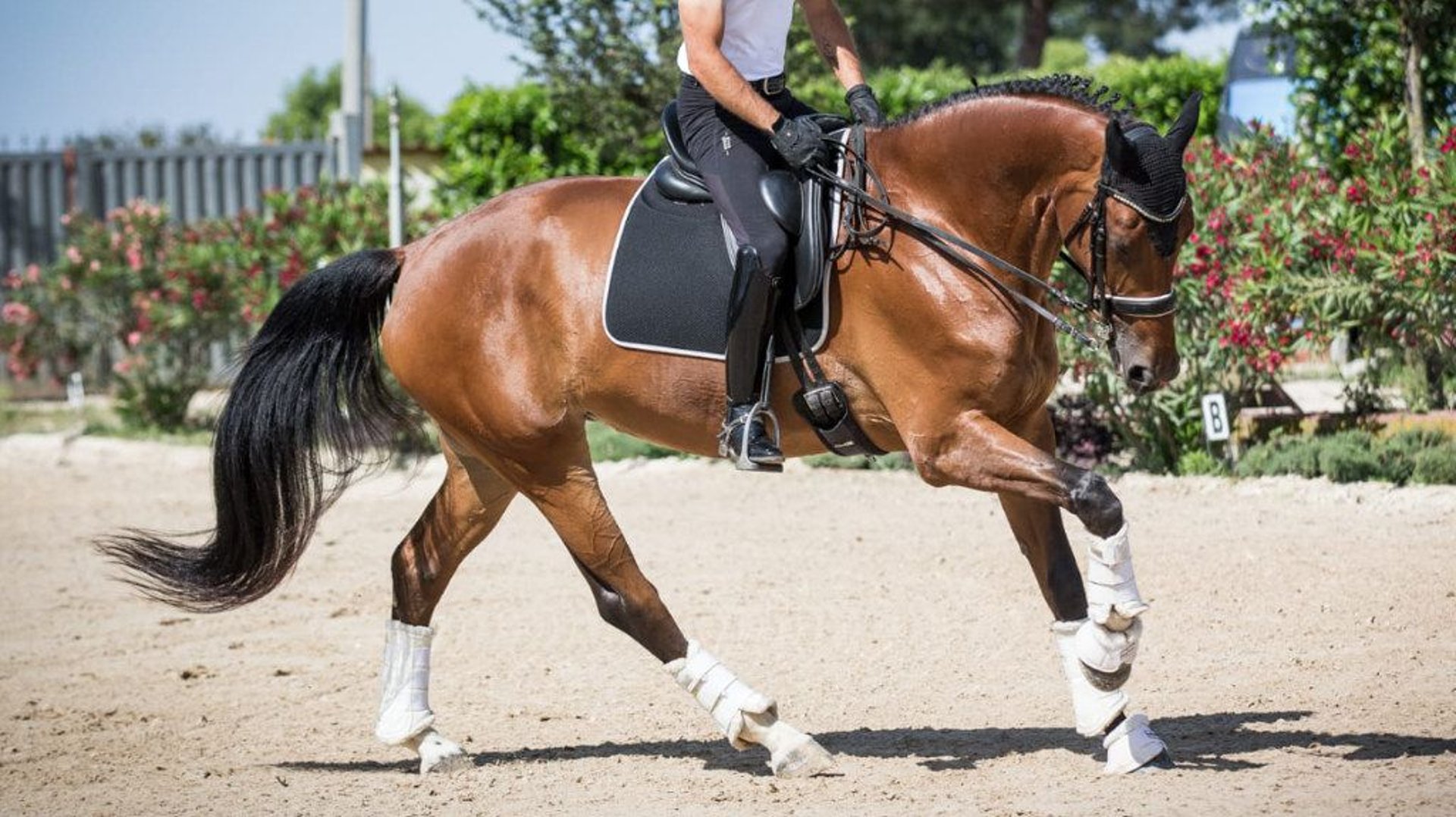 Oldenbourg Jument 13 Ans 177 cm Bai cerise in NAVAS DEL MADRONO