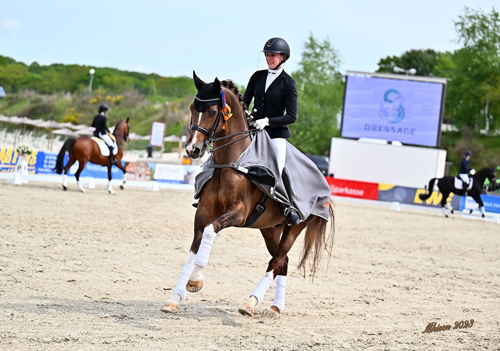 Oldenburg Stallion 13 years 17 hh Chestnut in Löningen