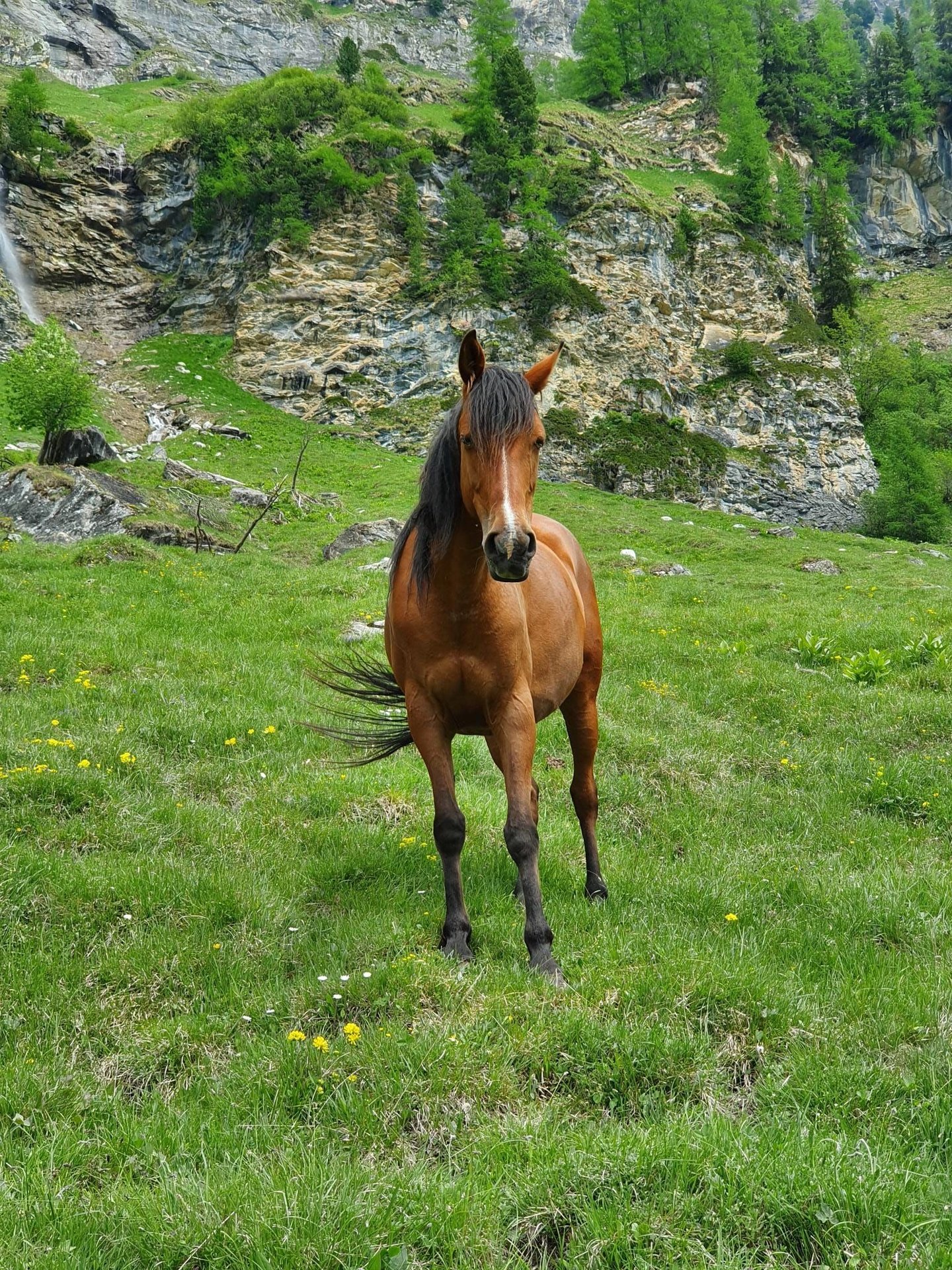 Berber Stute 11 Jahre 148 Cm Brauner In Avers berber-stute-11-jahre-148-cm-brauner-in-avers
